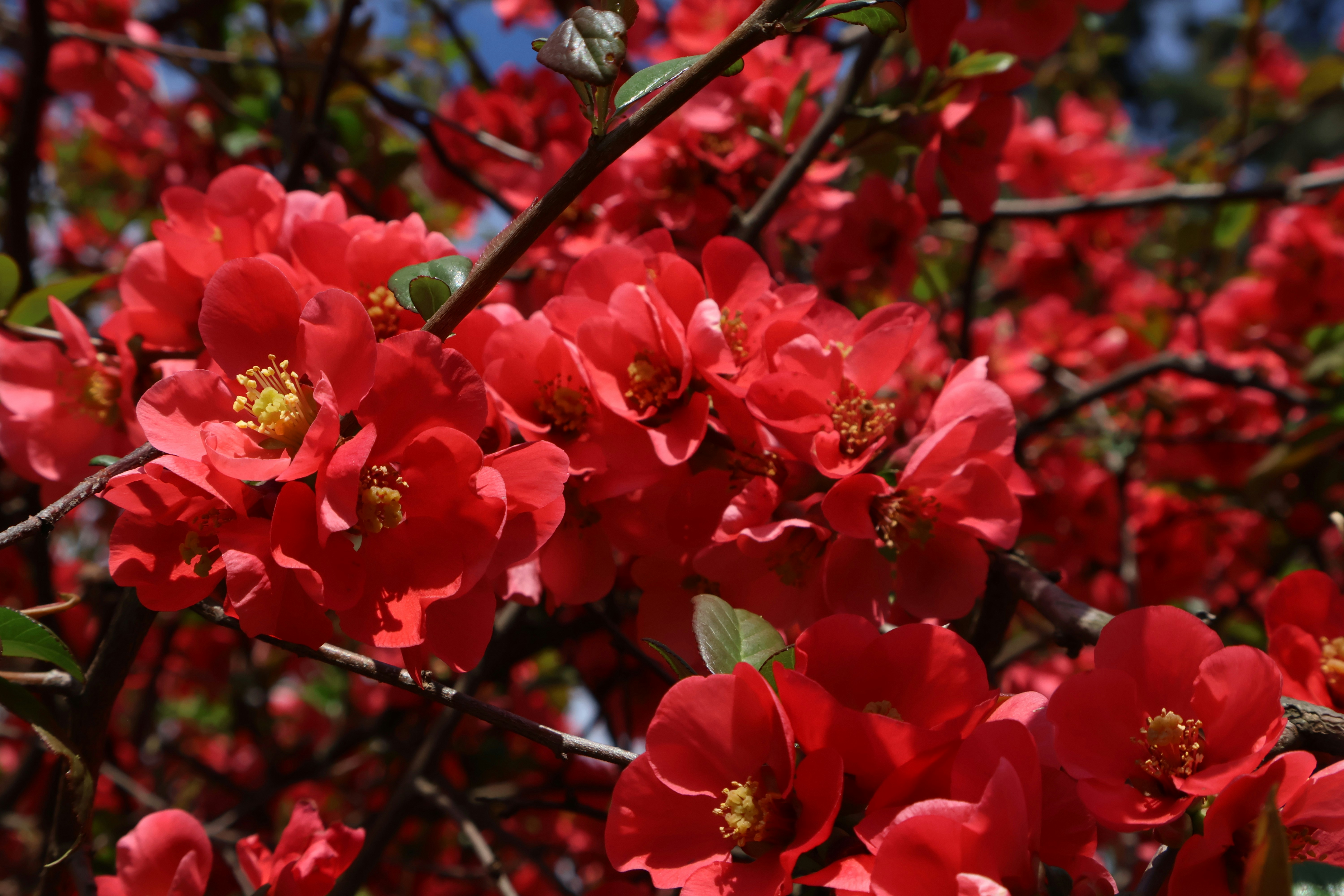 Crimson Bloom Tangle
