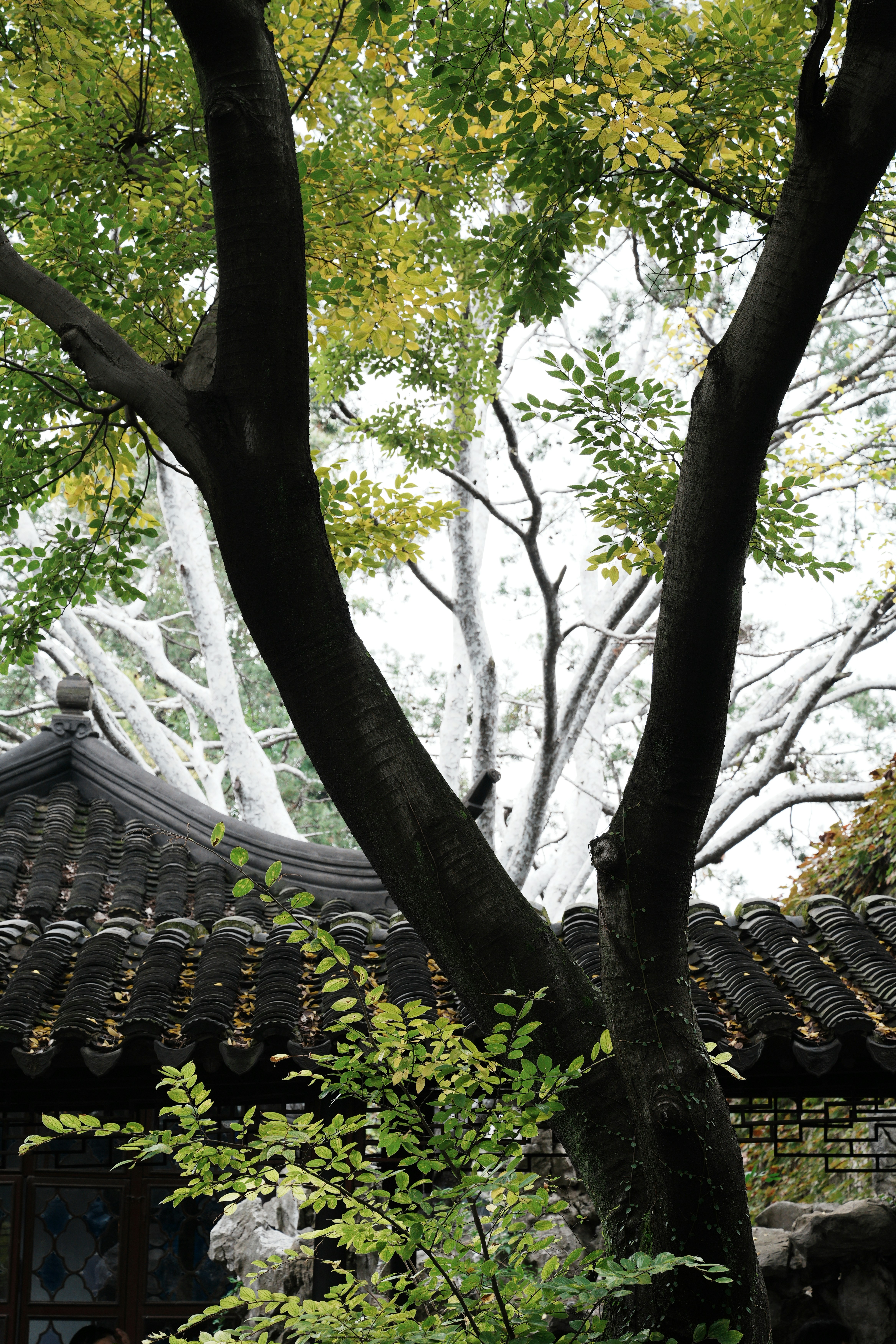 Trunk Duo Framing an Ancient Terrace