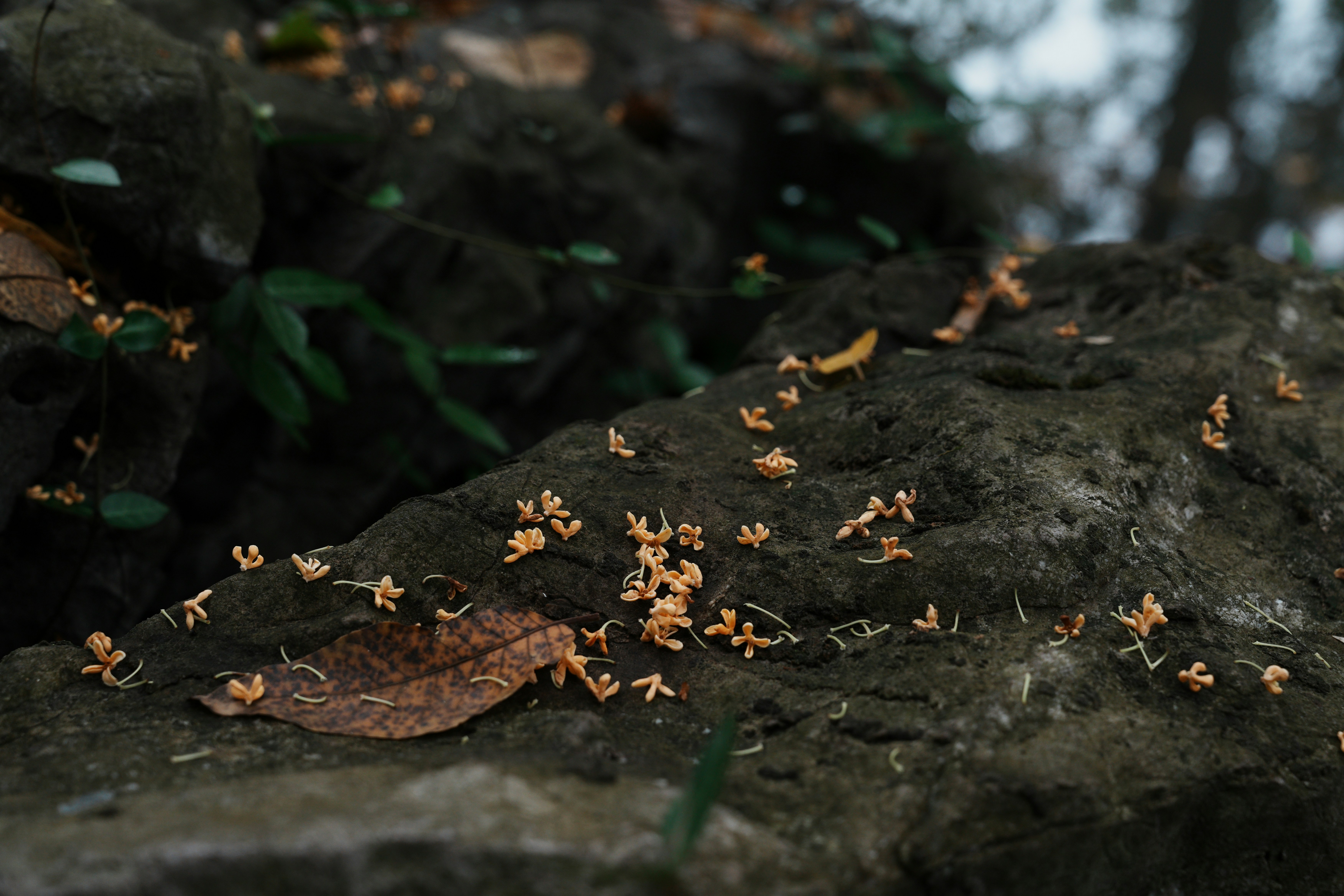Tiny Orchards on Stone: A Litter of Springtime Fungi