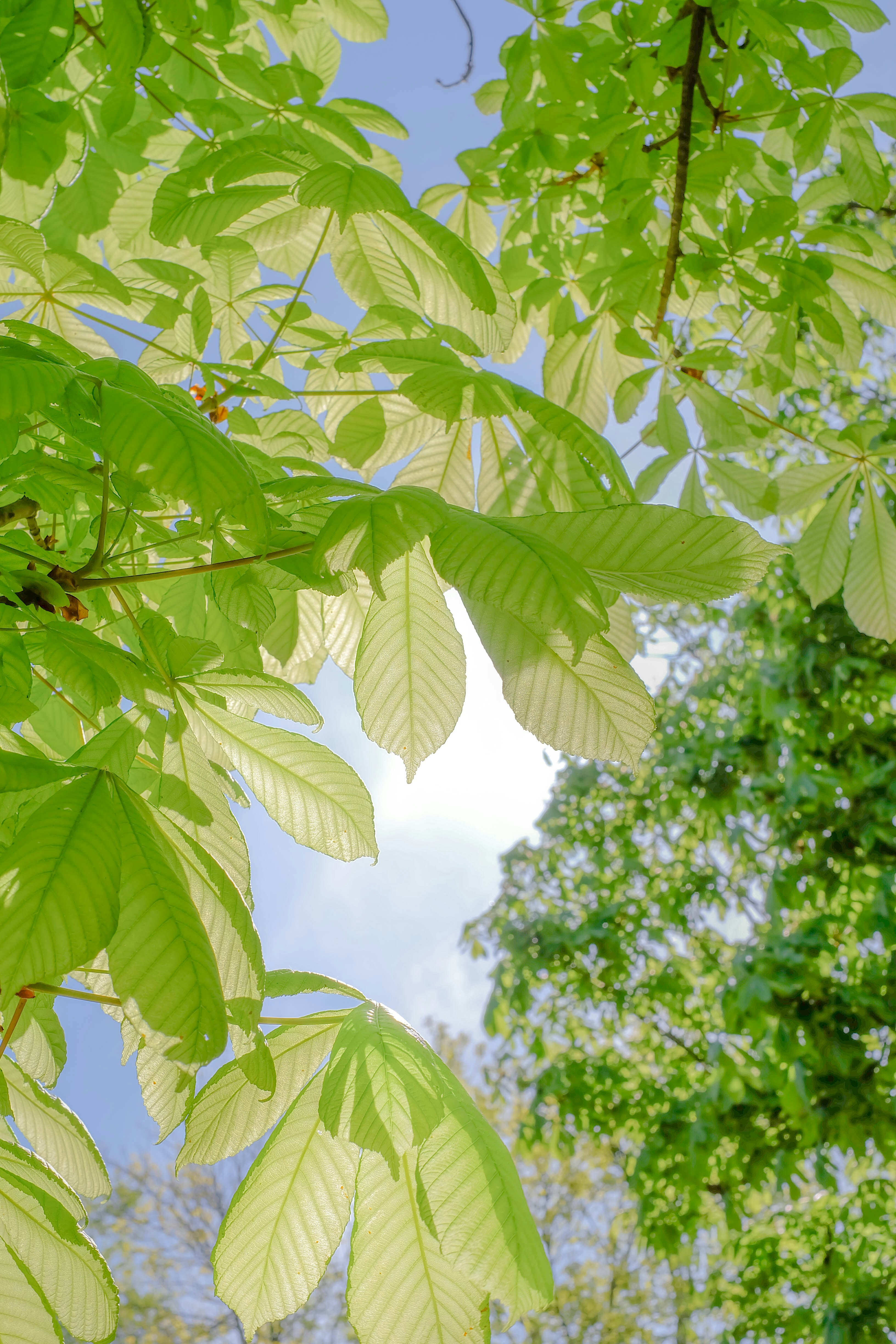 Sunlit Chestnut Leaves Reach for the Sky