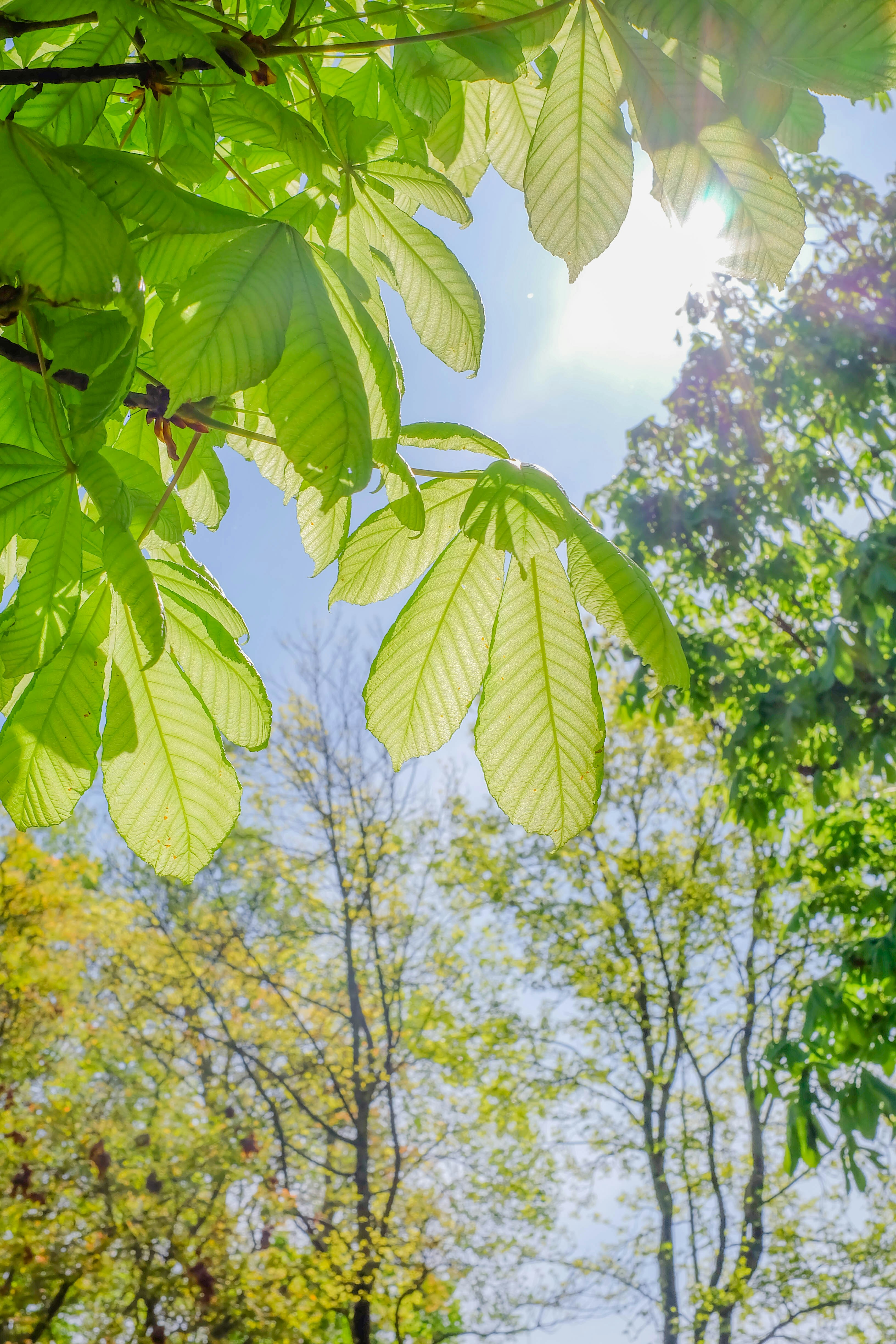 Sunlit Leaves Reach for the Sky