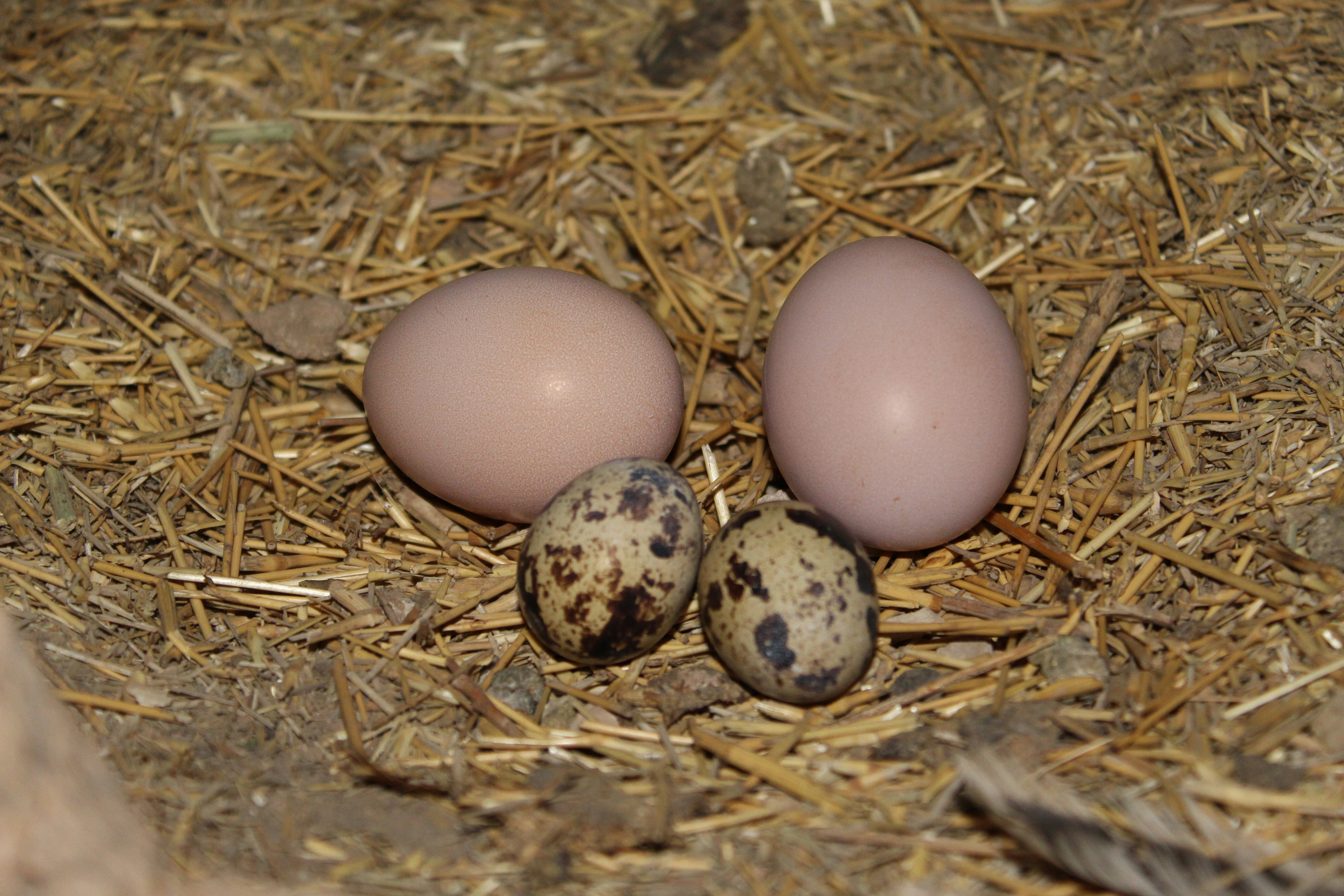 Nest of Eggs in a Rustic Nest