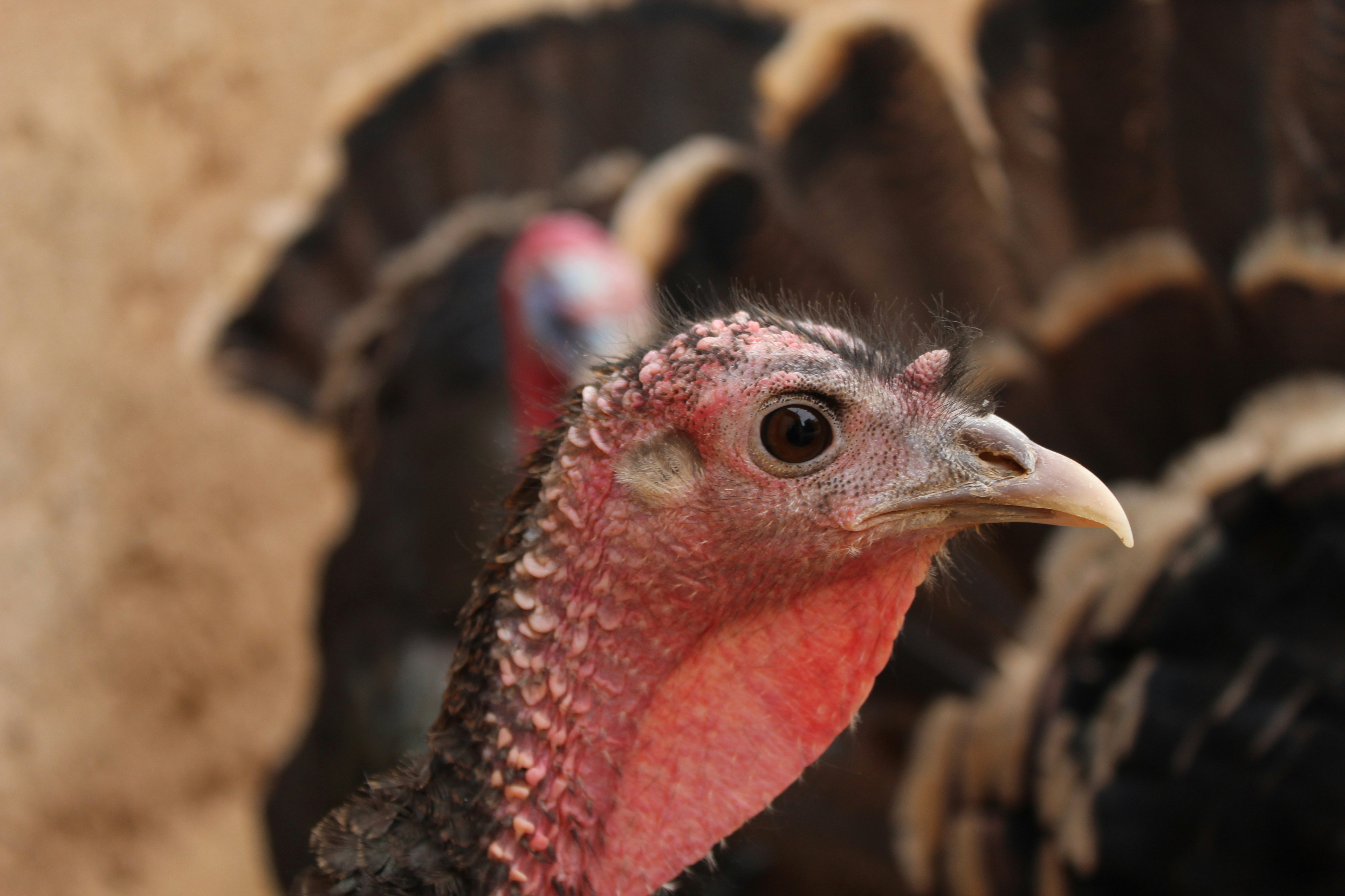 Close-up of a Turkey’s Head: Textured Wattle and Focused Eye