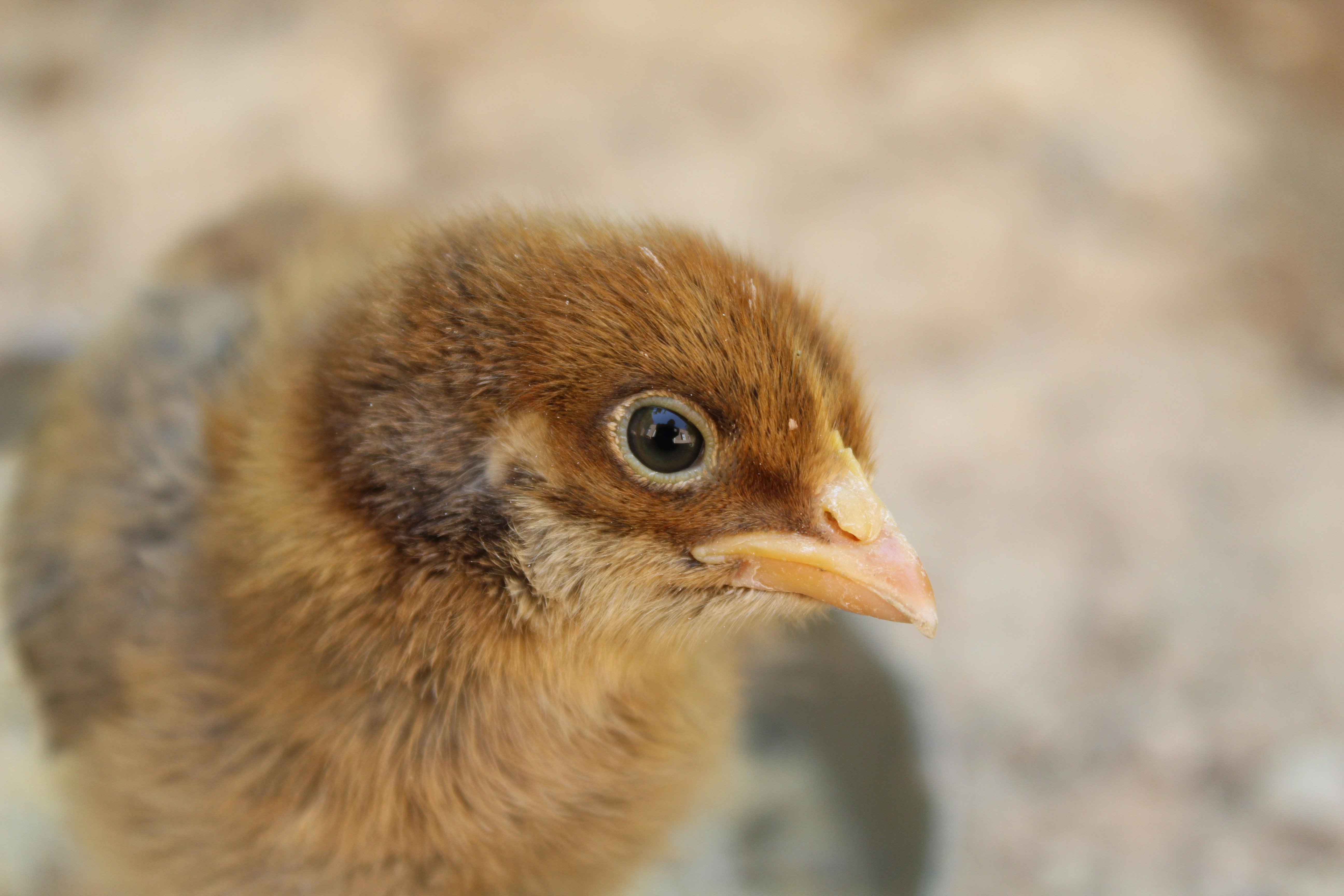 Tiny Eye on the Horizon: A Downy Chick in Focus