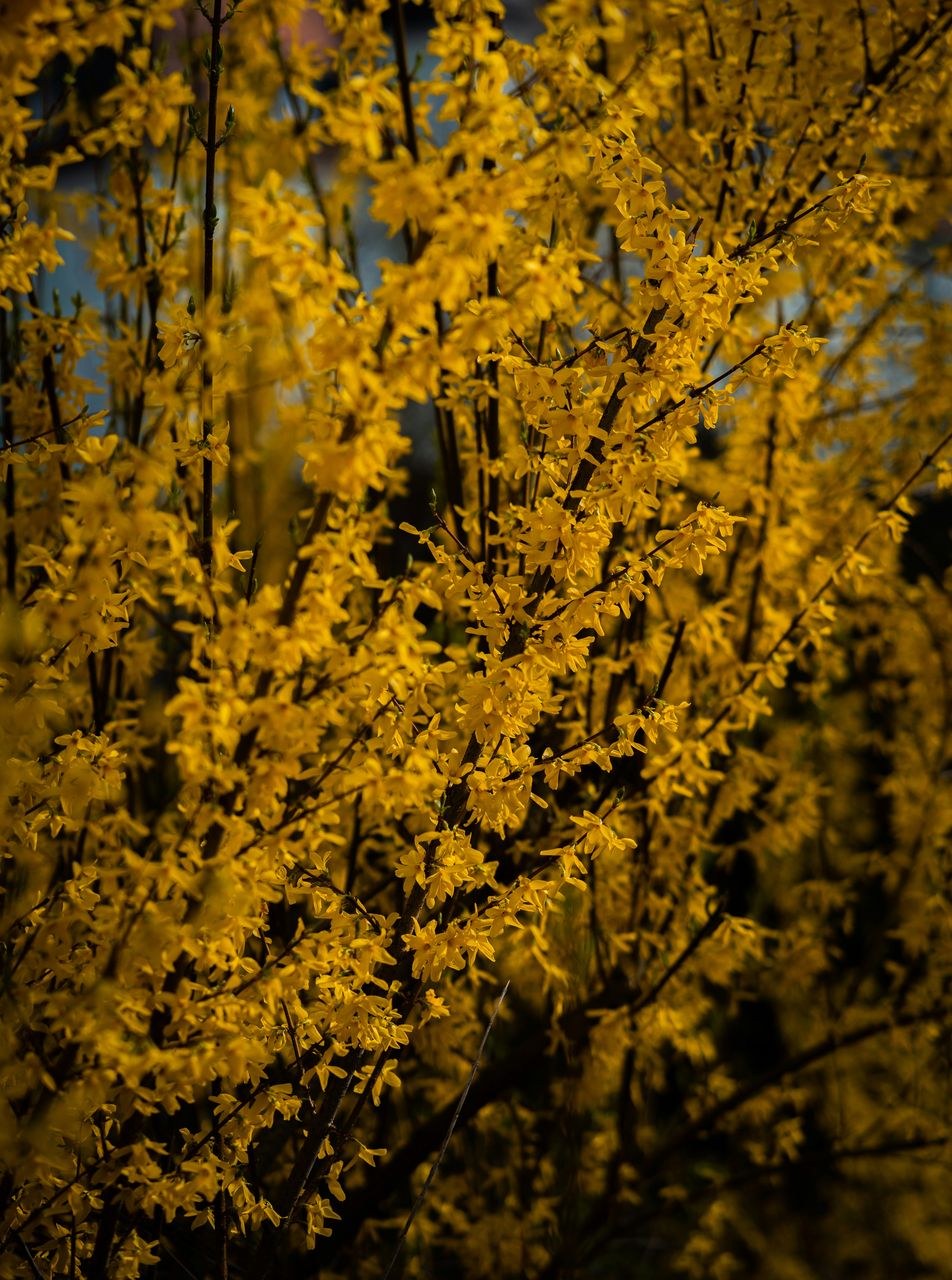 Golden Onslaught: Forcing Light Through Spring Canopy