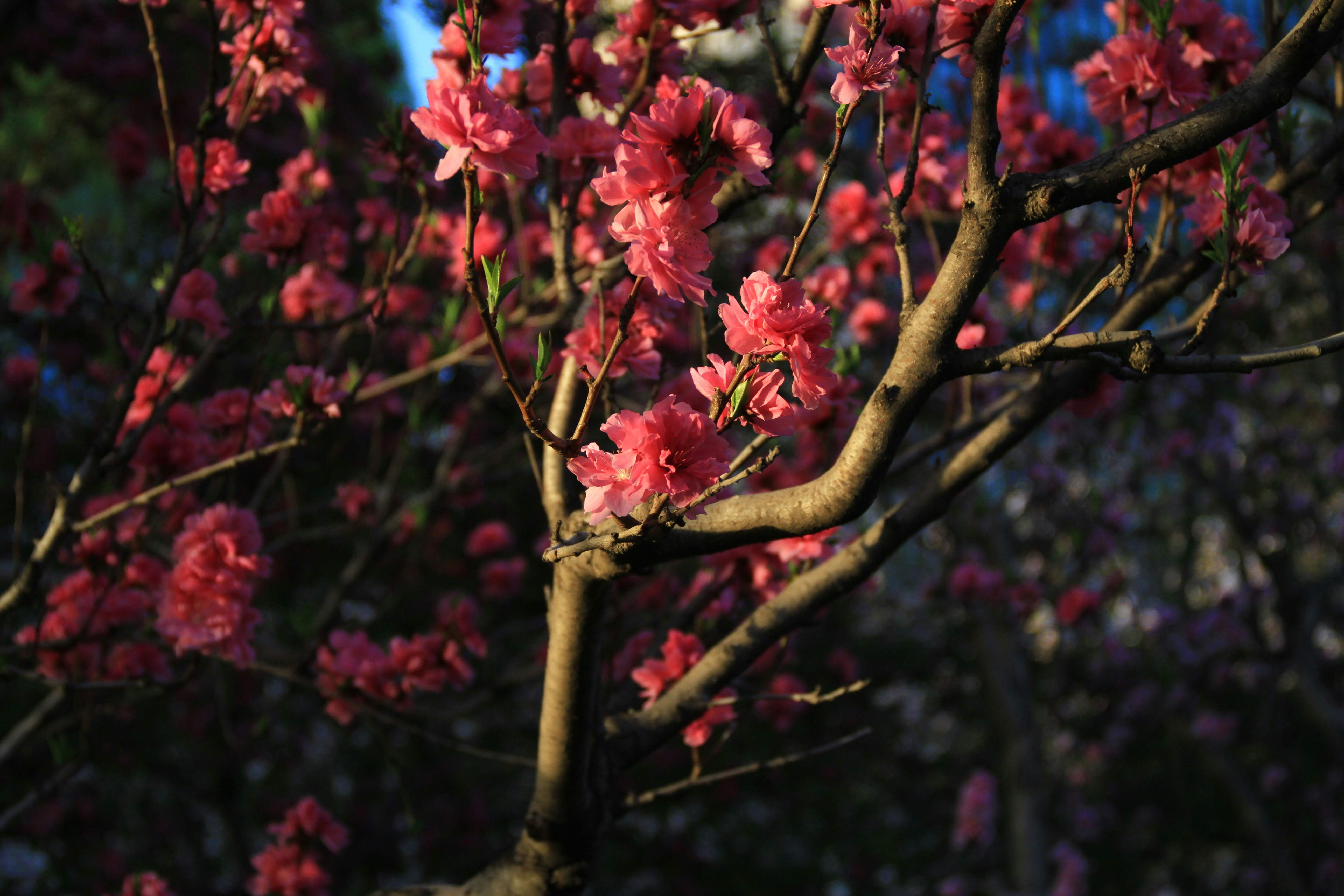 Blossoms in Shadow: A Branch of Pink Amid Dark Foliage
