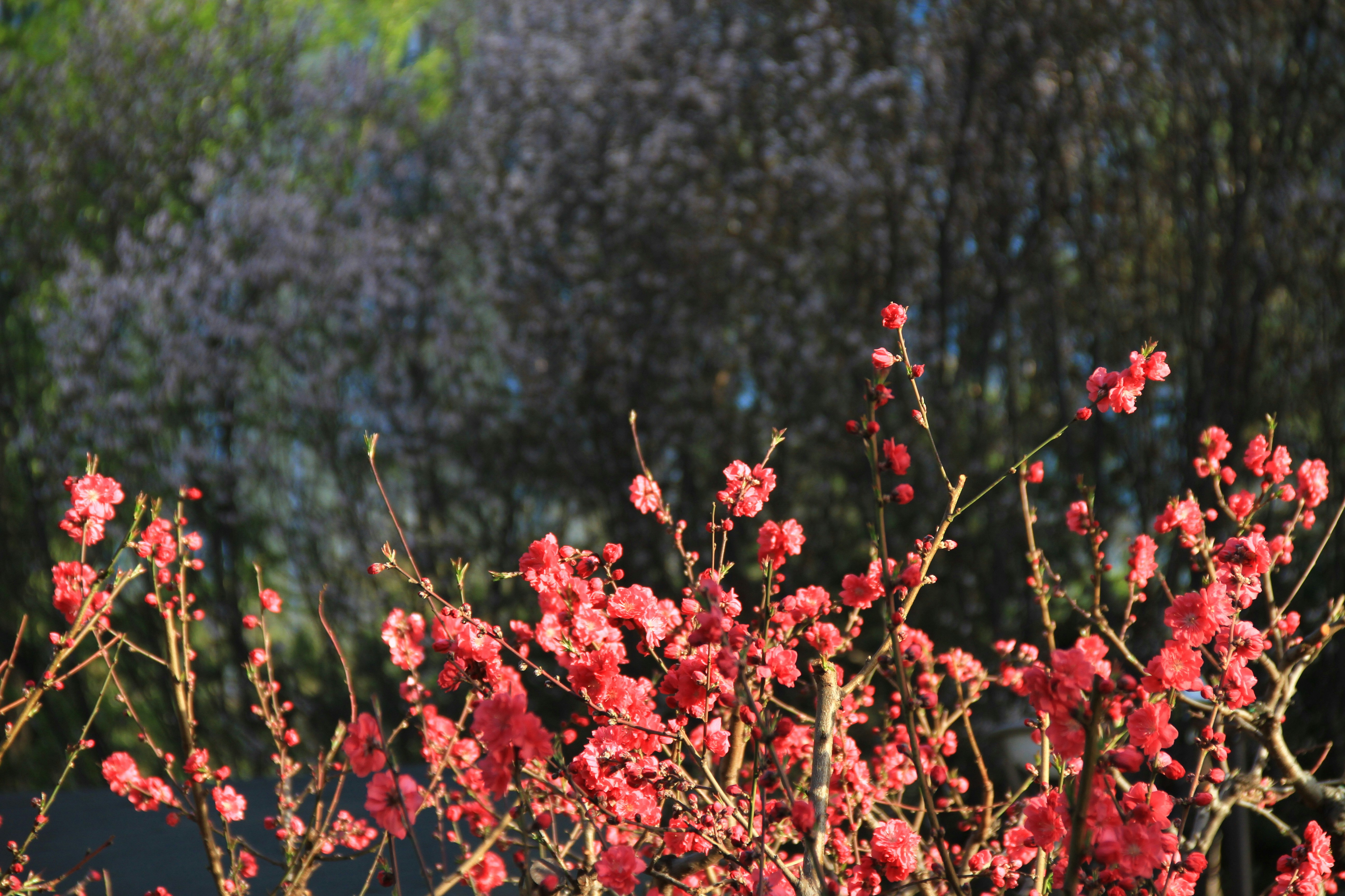 Blossoms at the Edge of the Park