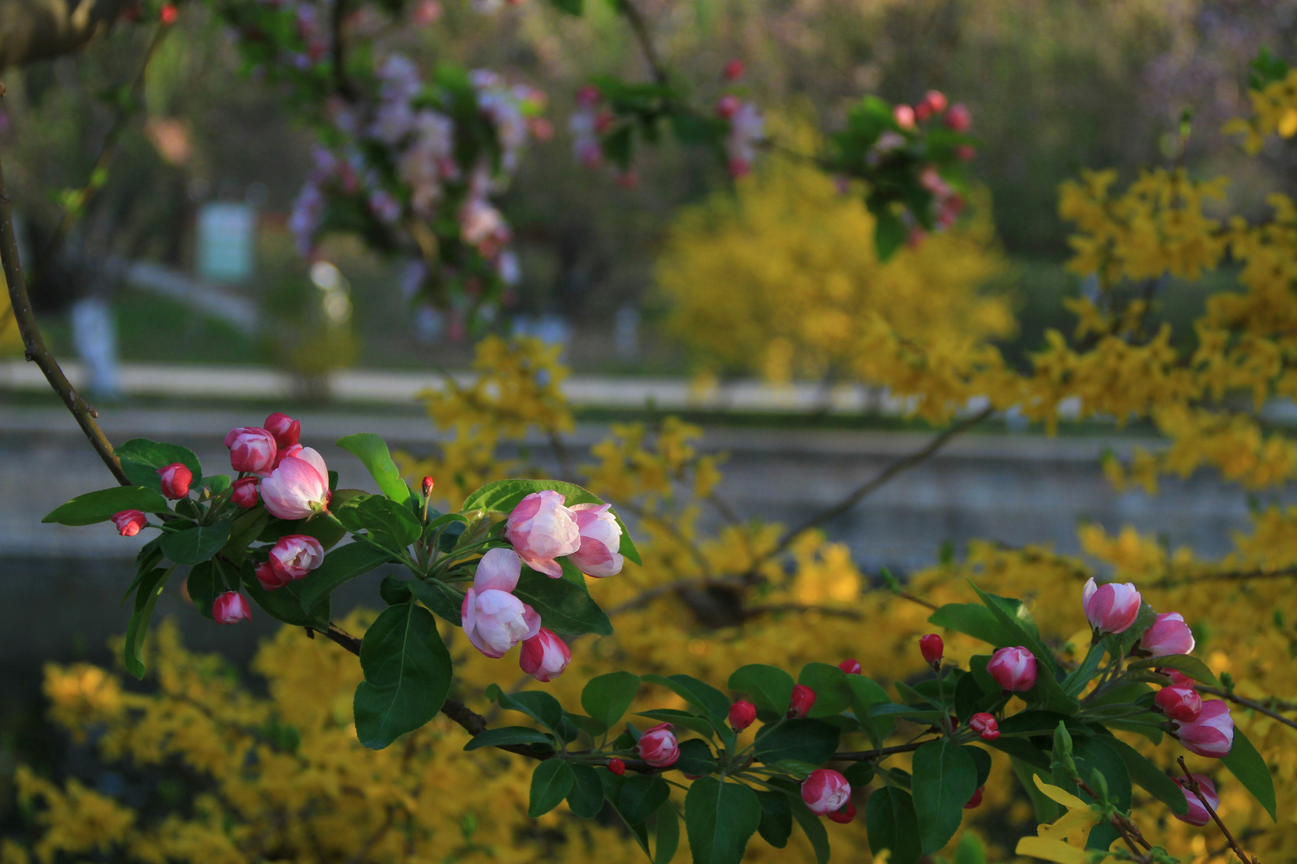Blossoms in Focus: Pink Buds Framing a Sunlit Garden