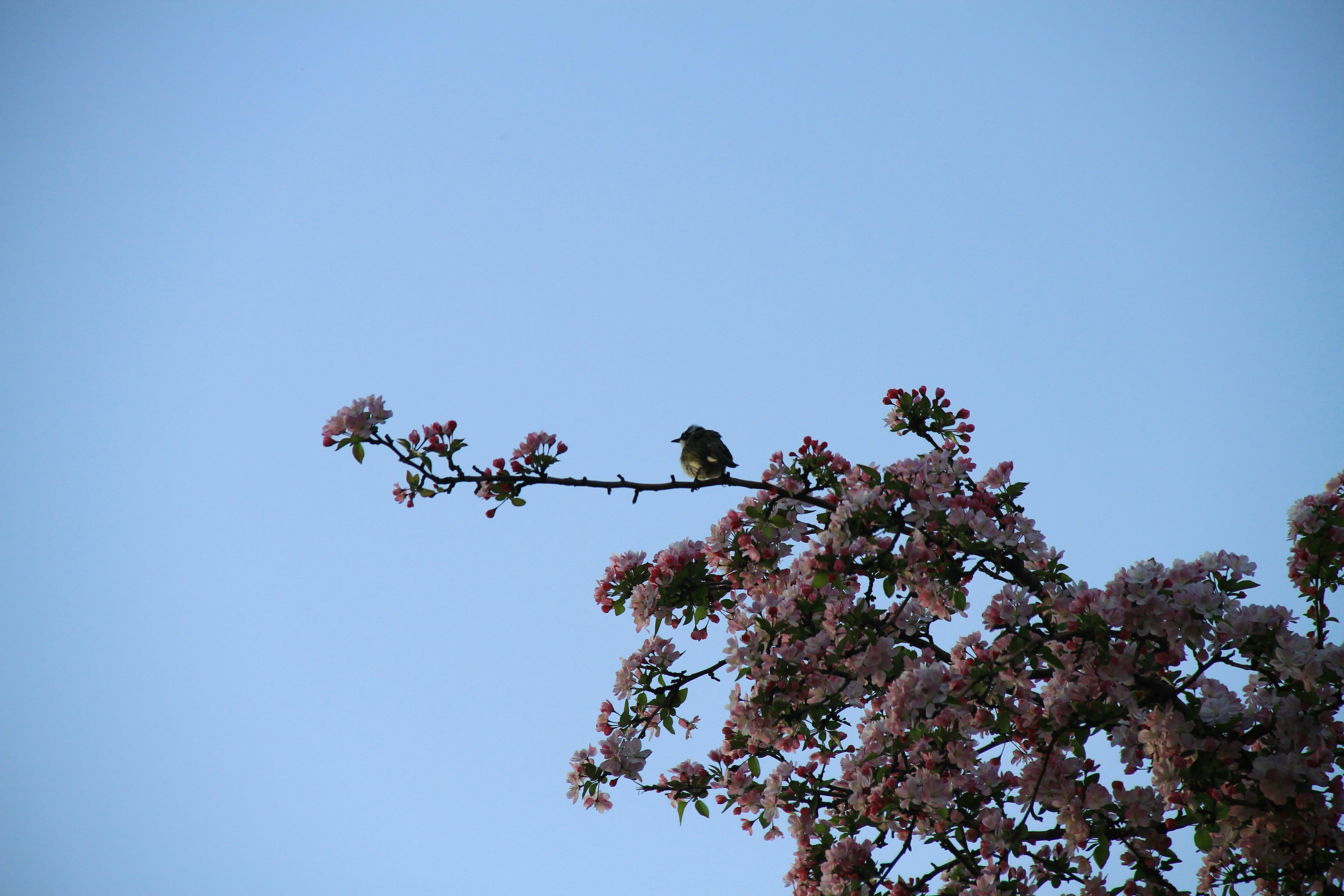 Alpine Whim: A Tiny Perch Across Blooming Branches
