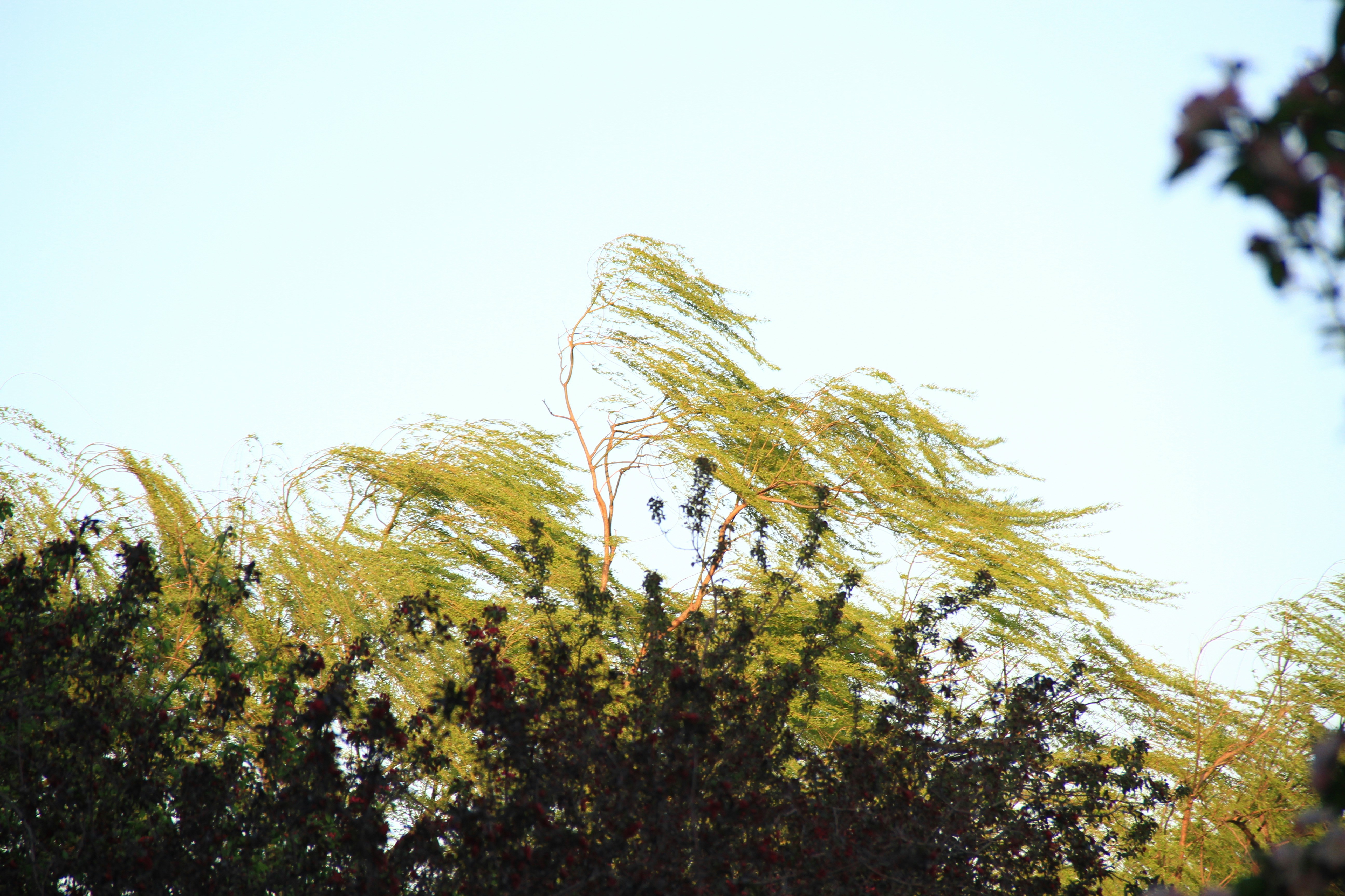 Windward Whispers Over a Treeline