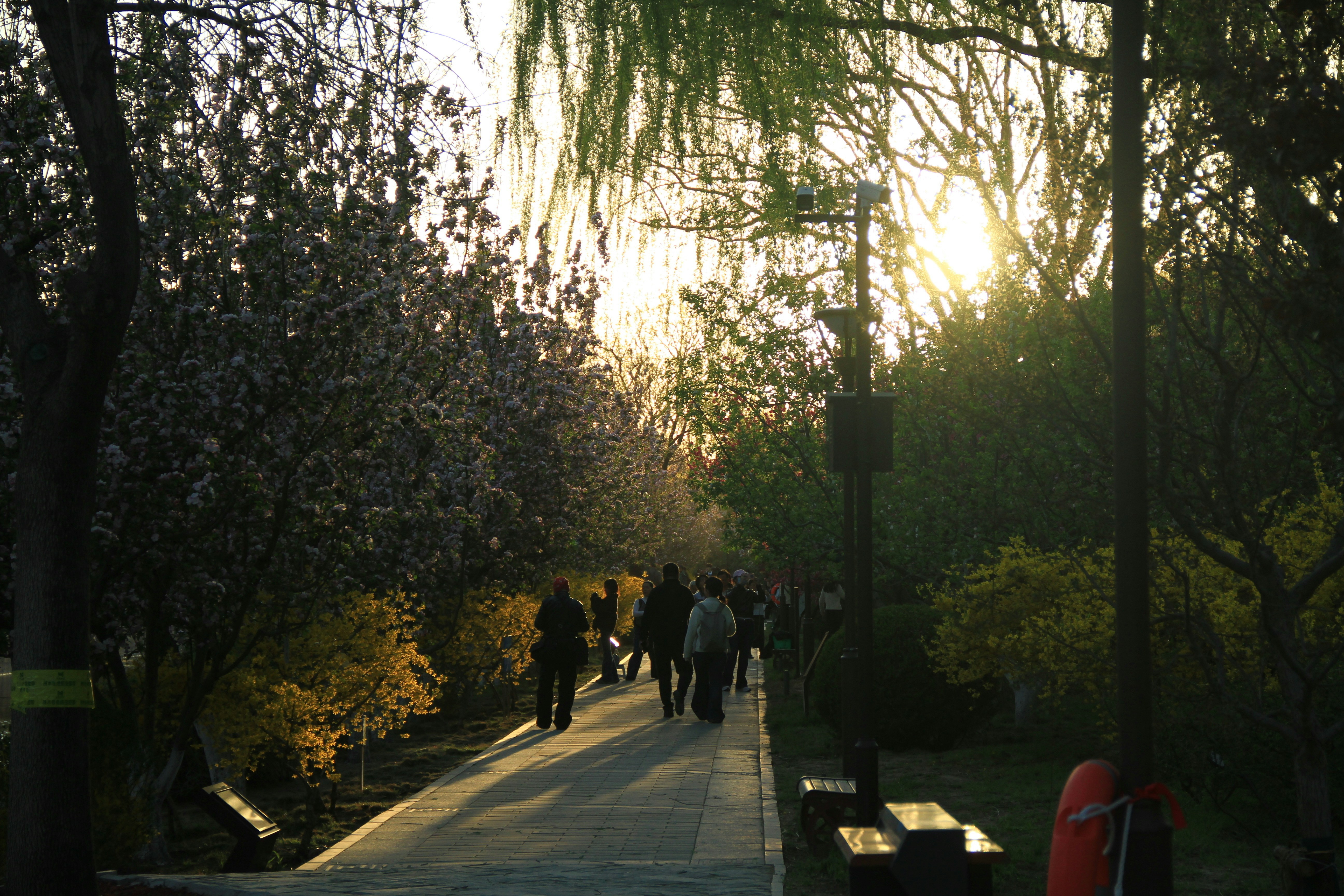 Sunlit Avenue: People Walk the Quiet Path Through Blooming Trees