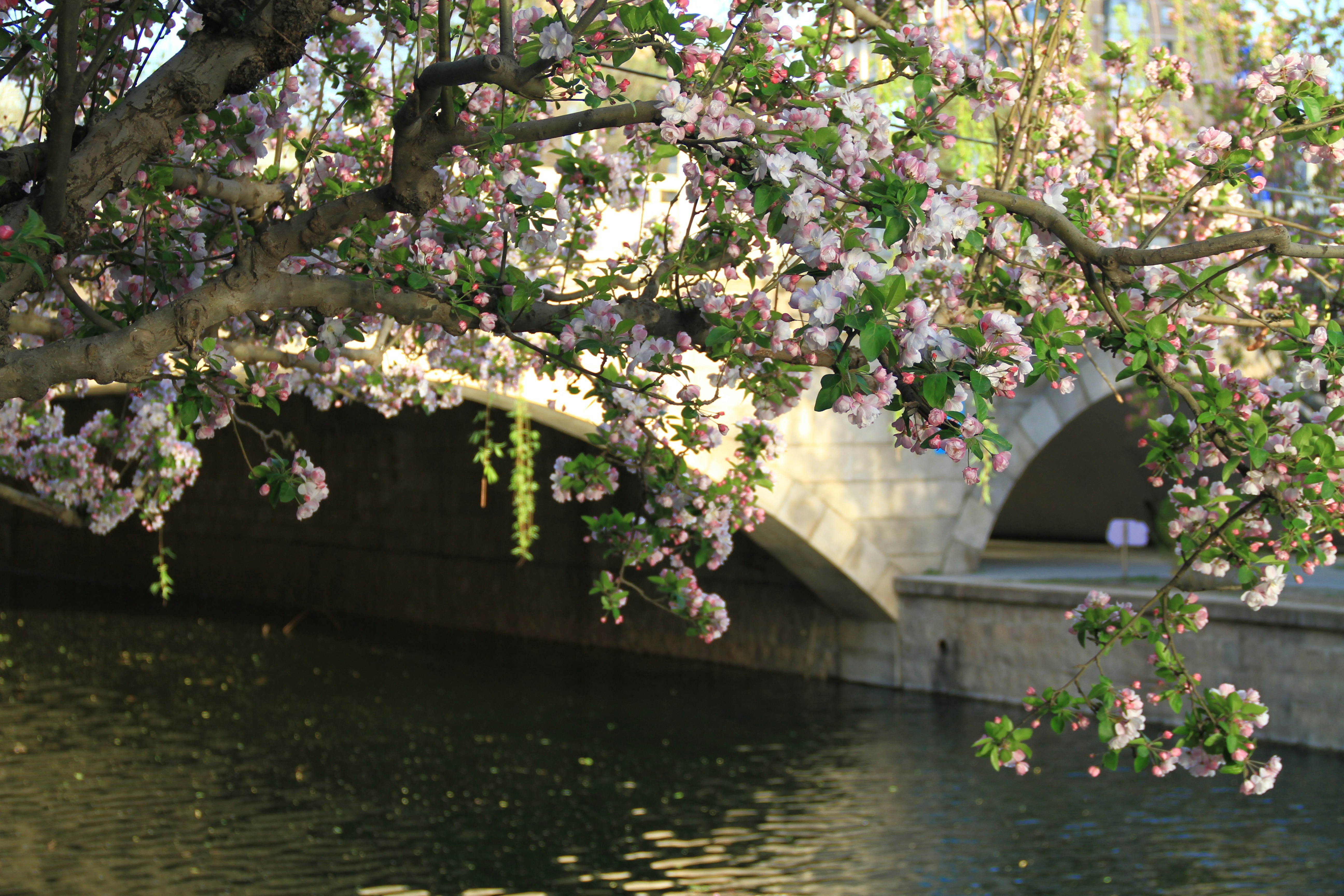 Blossoms Over the Quiet Bridge