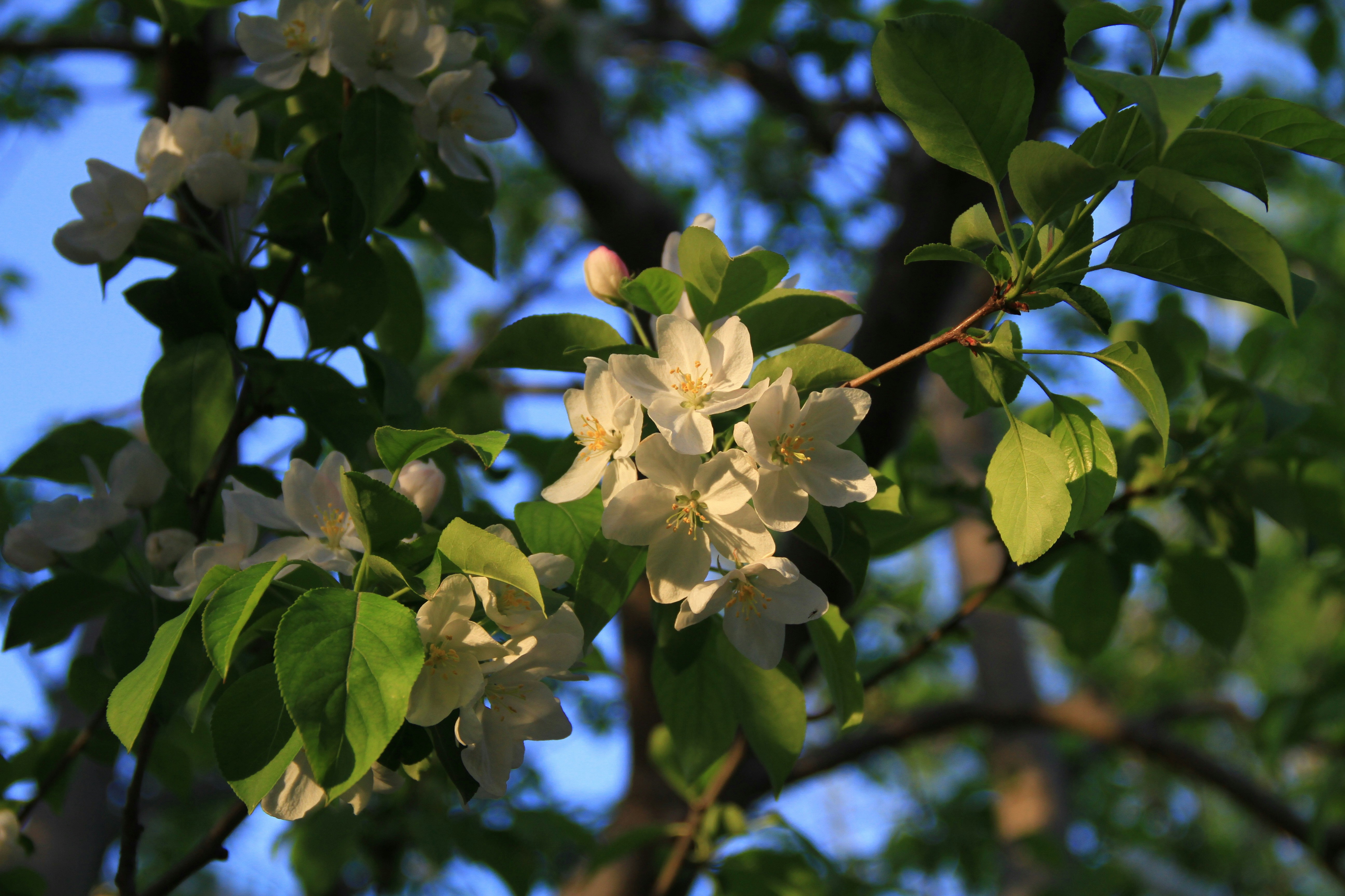 White blossoms in sunlit garden canopy