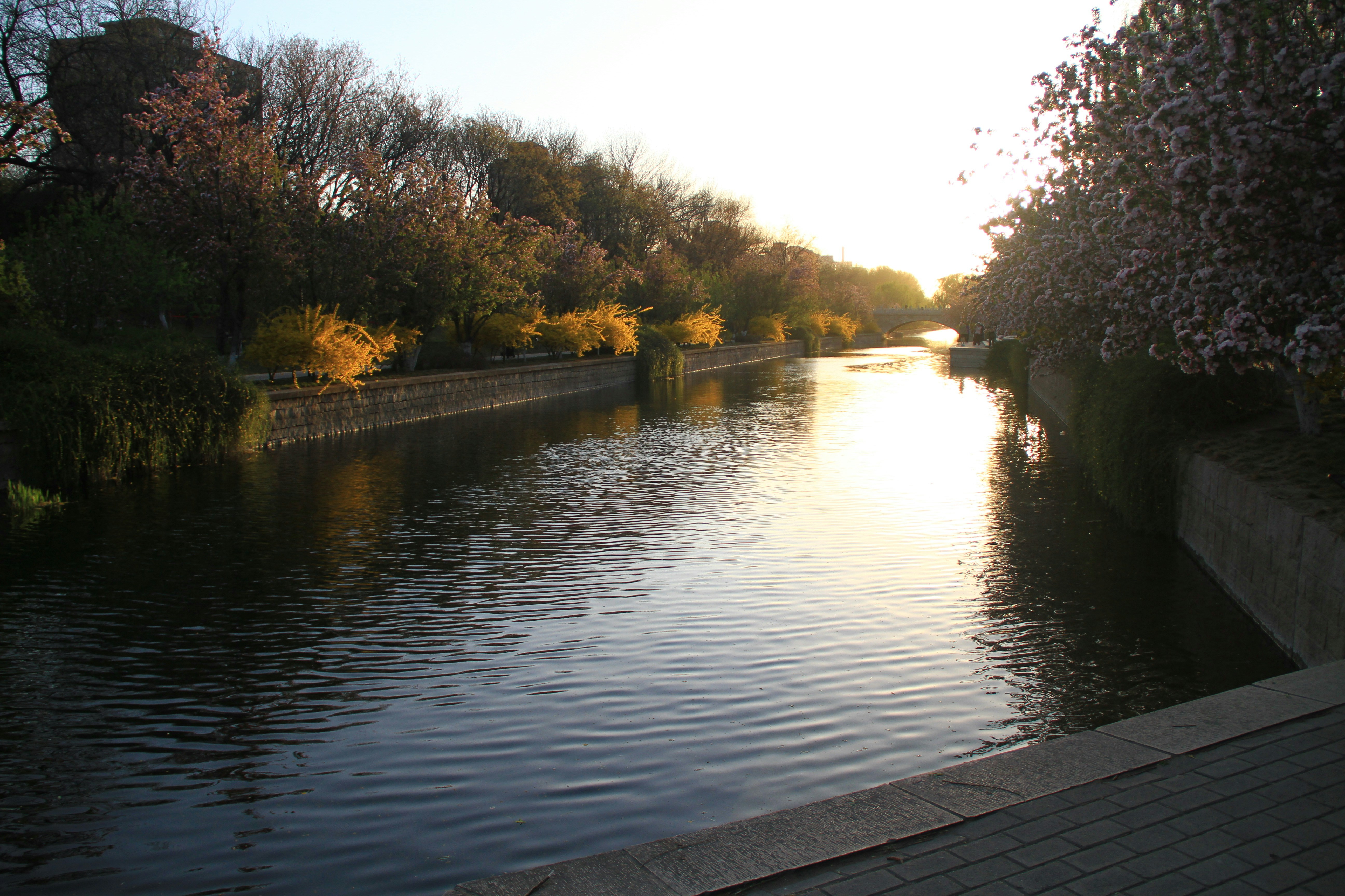 Sunlit Canal Edge: Spring Colors Reflect on Quiet Water