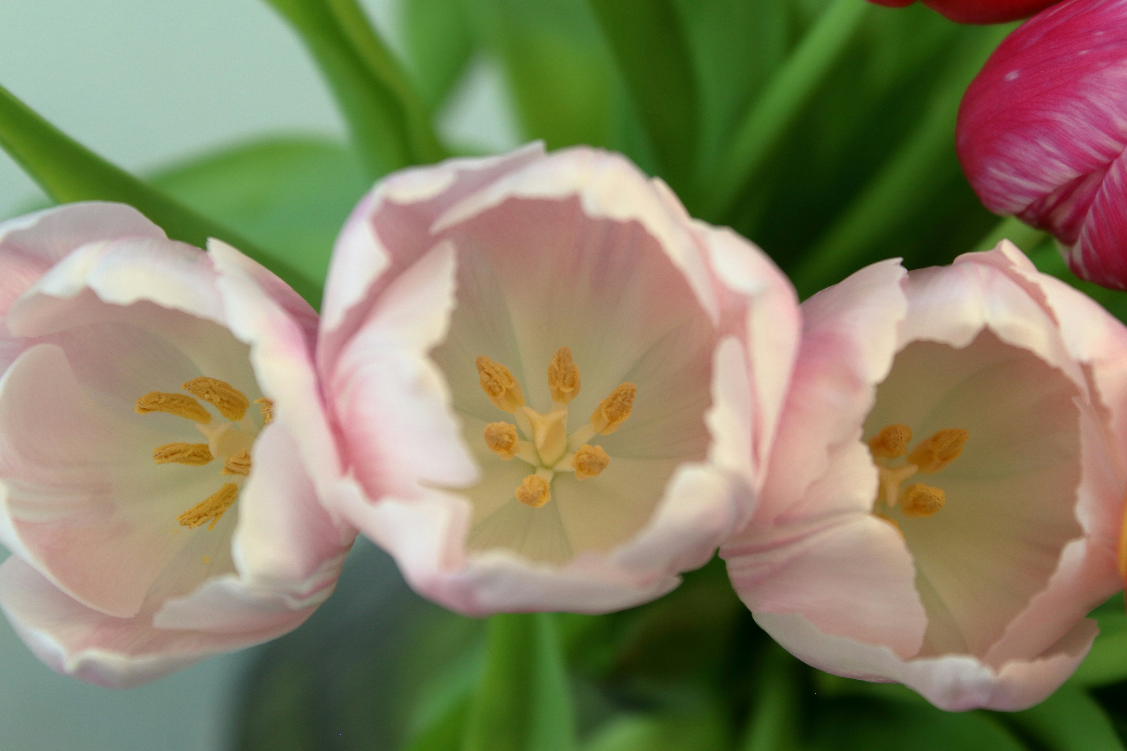 Petals in Focus: Soft Pink Tulips in a Gentle Blur