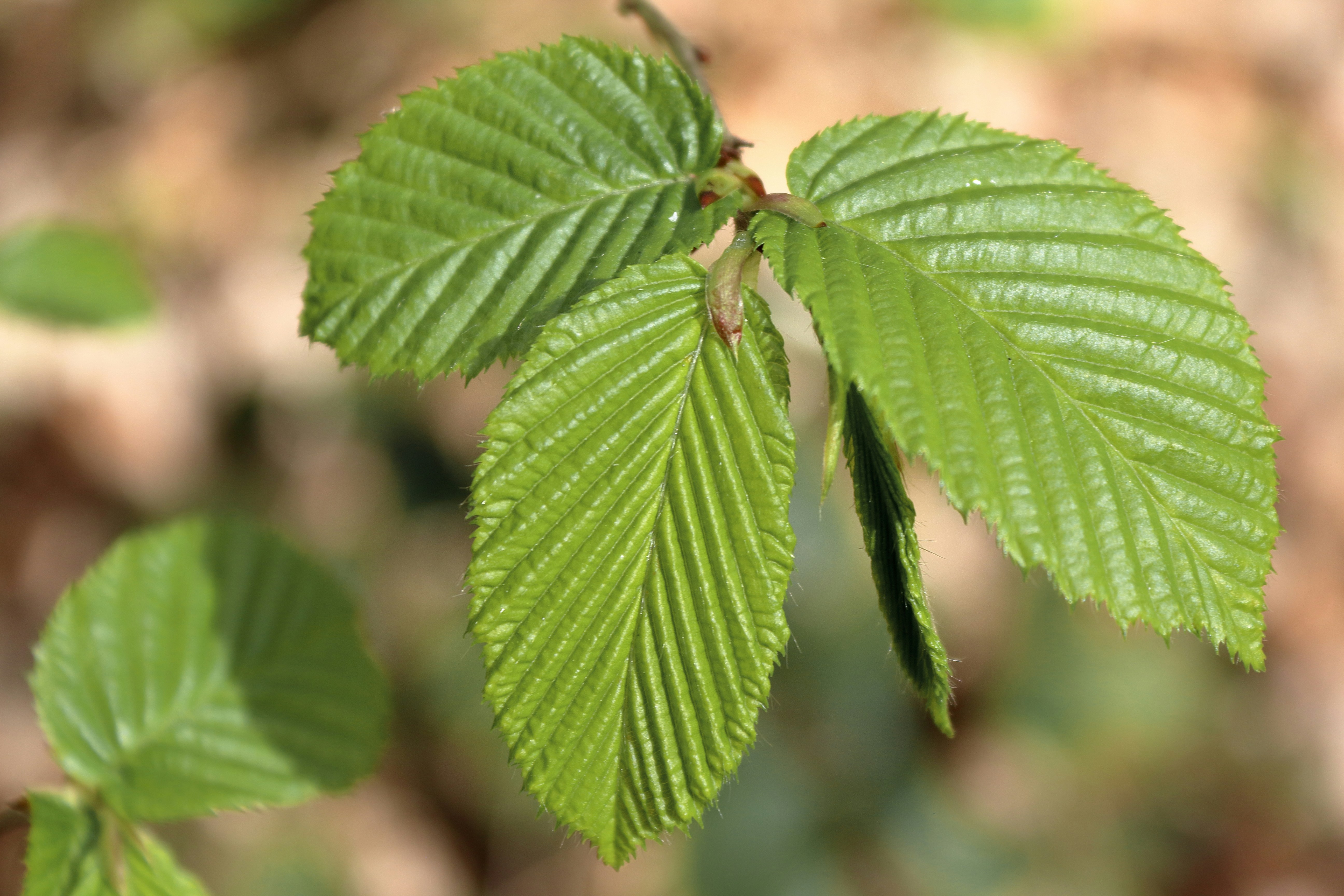 Close-up of Serrated Green Leaves Revealing Vein Texture and Dewy Surface
