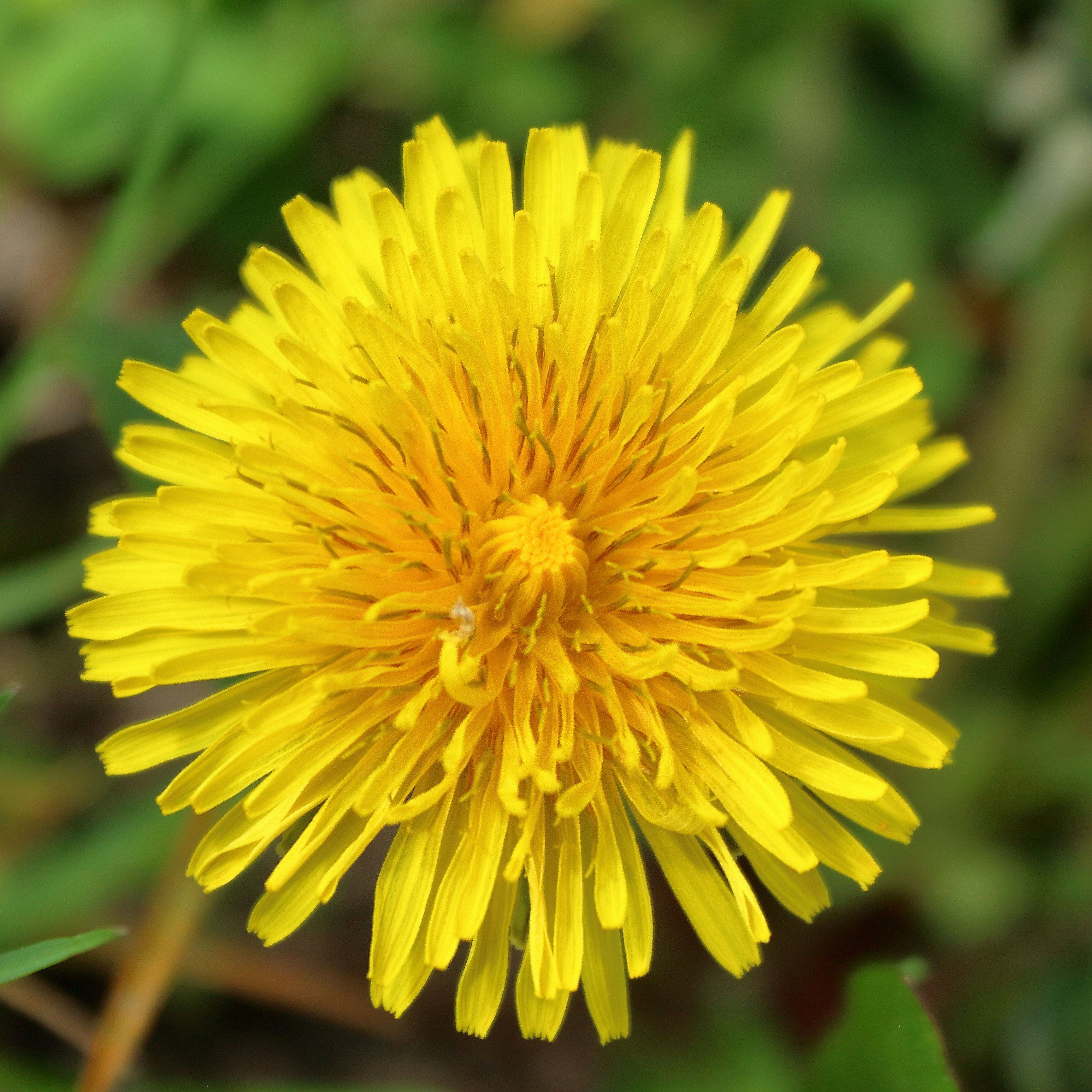 Sunburst Center: A Macro Portrait of a Bright Yellow Daisy Bloom