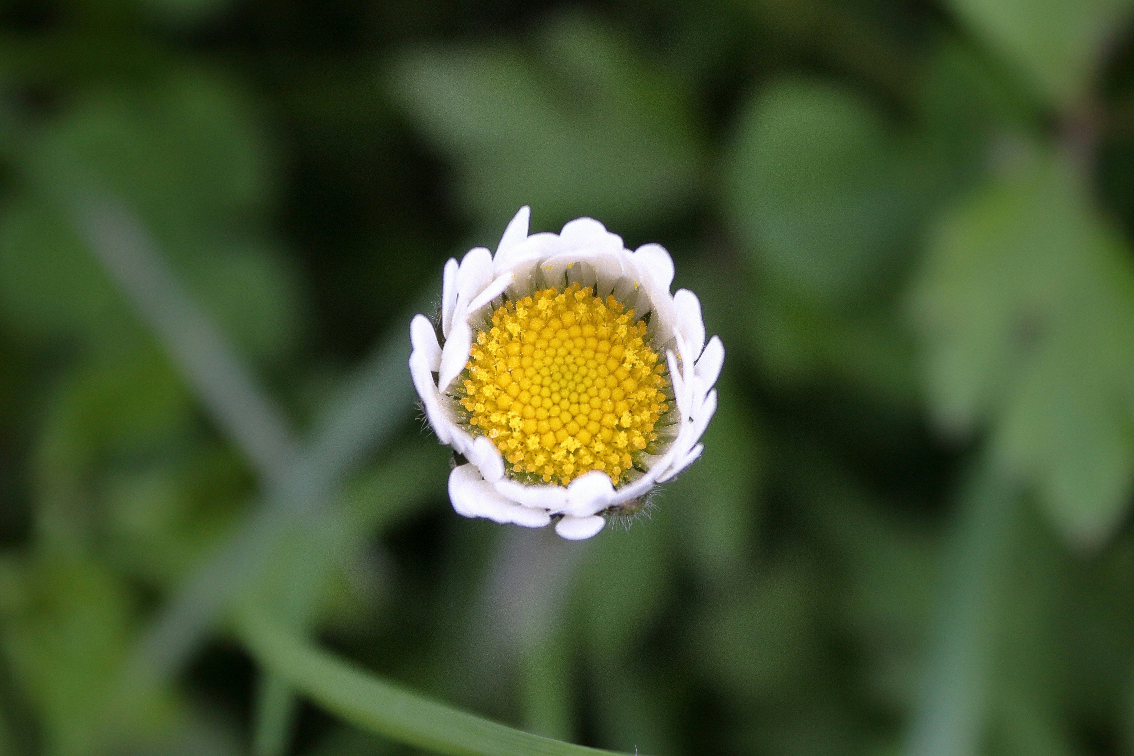 Close-up of a daisy-like bloom revealing a bright yellow center