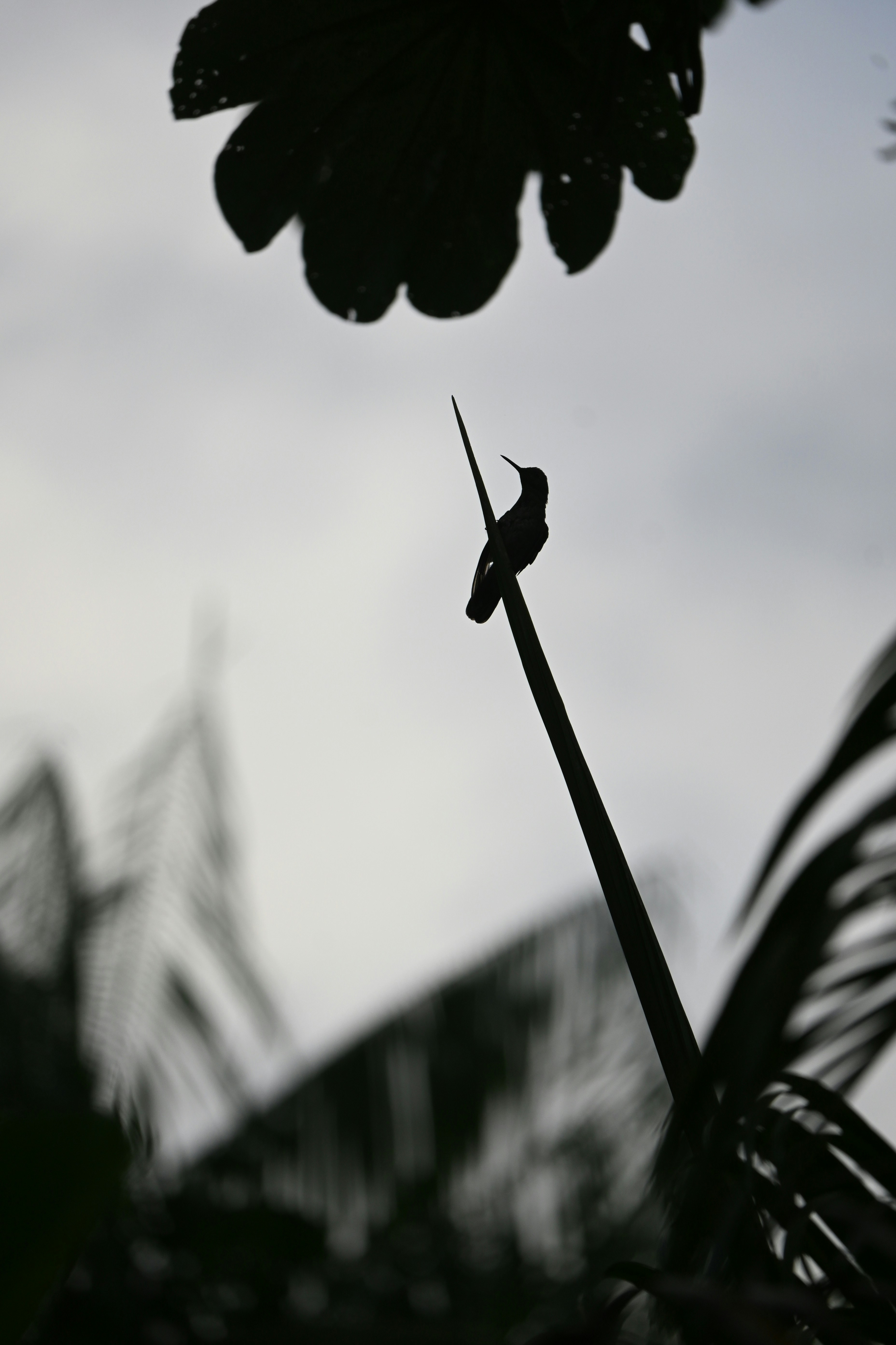 A dark plant stem forms a sharp silhouette against a bright, softly blurred sky, with surrounding foliage creating a framing vignette. The image emphasizes shape and negative space.