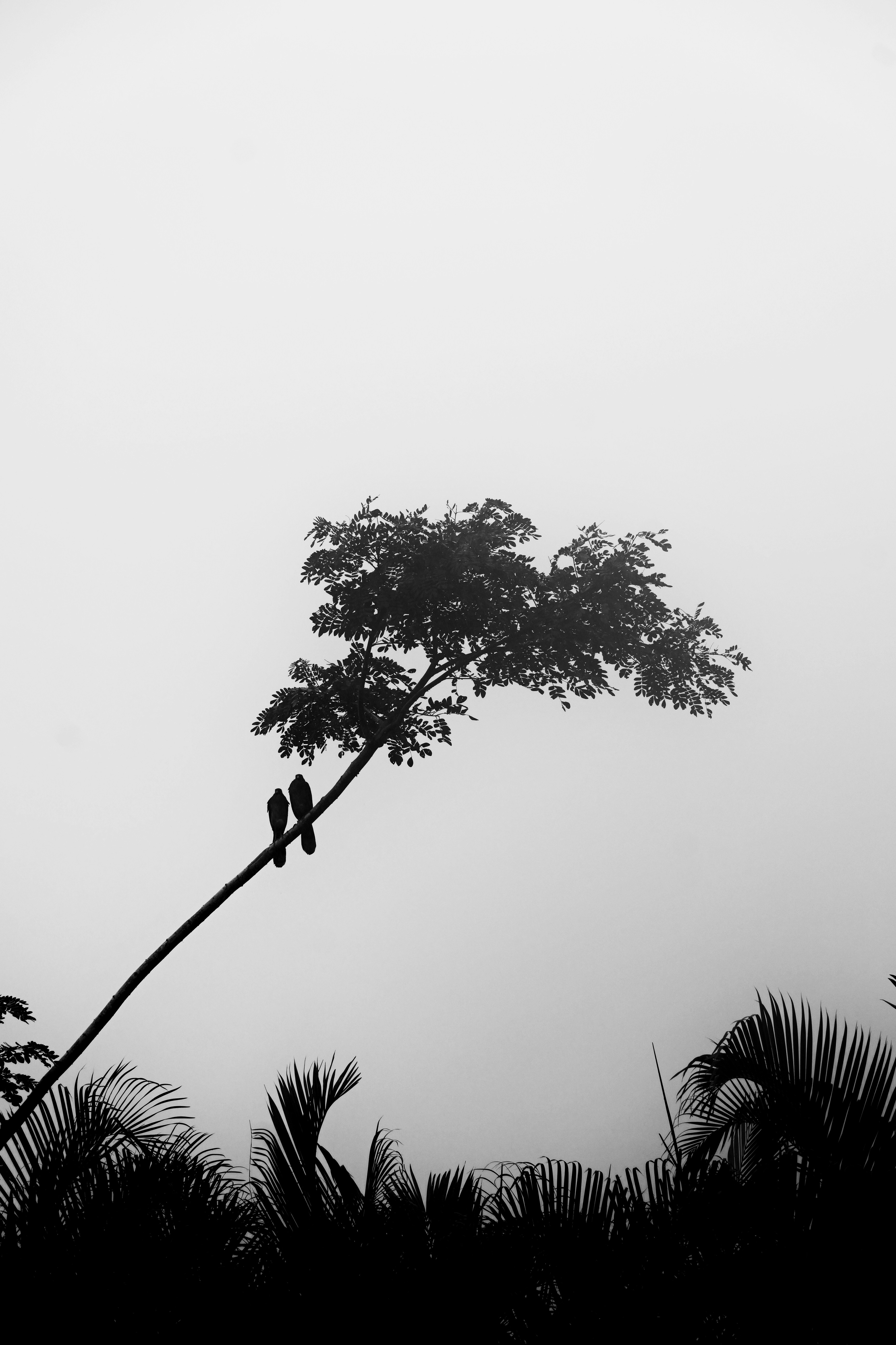 Silhouette of a Curved Branch with Birds perching against a pale sky