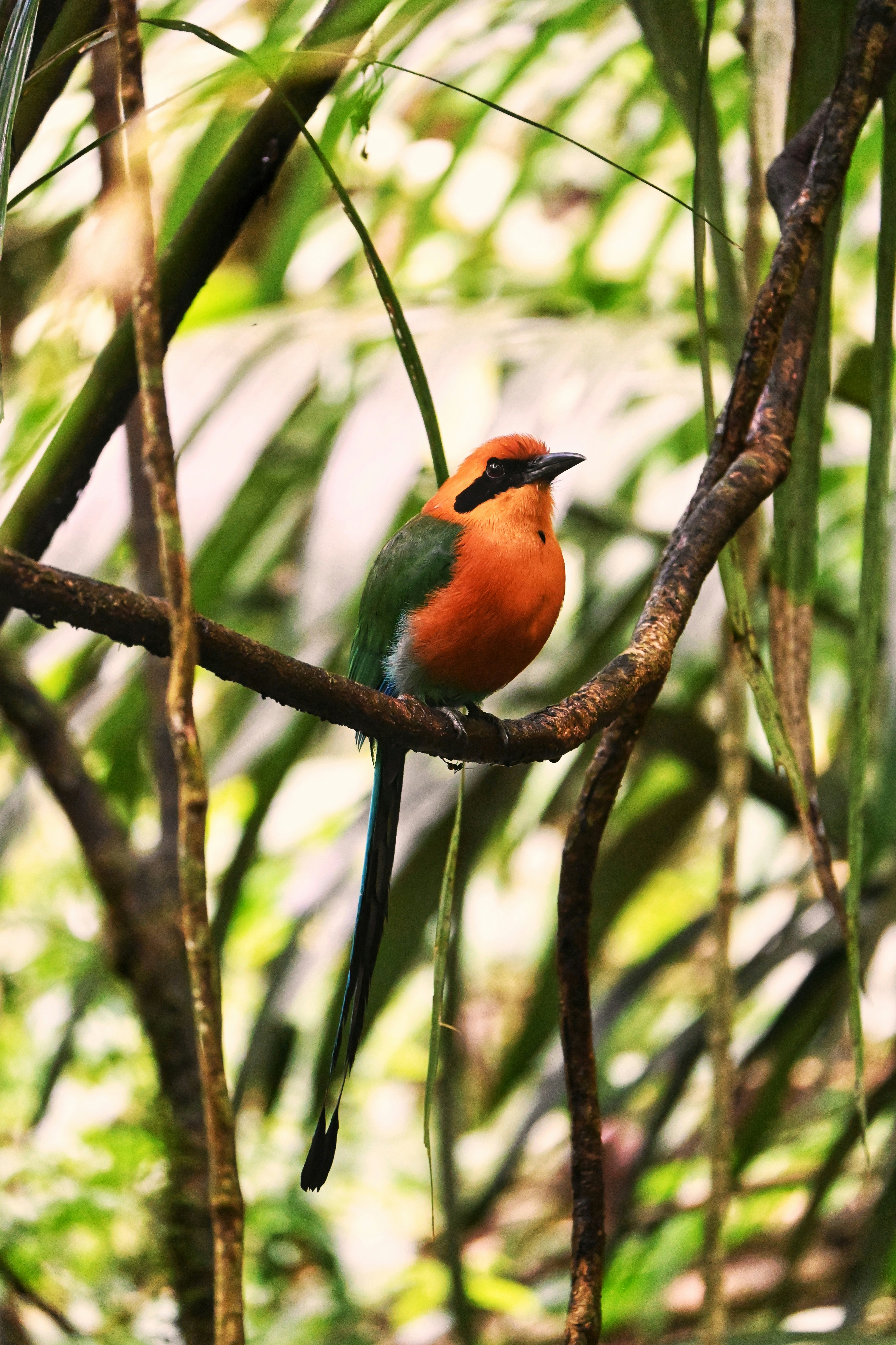 Crimson Kingfisher on a Jungle Knob