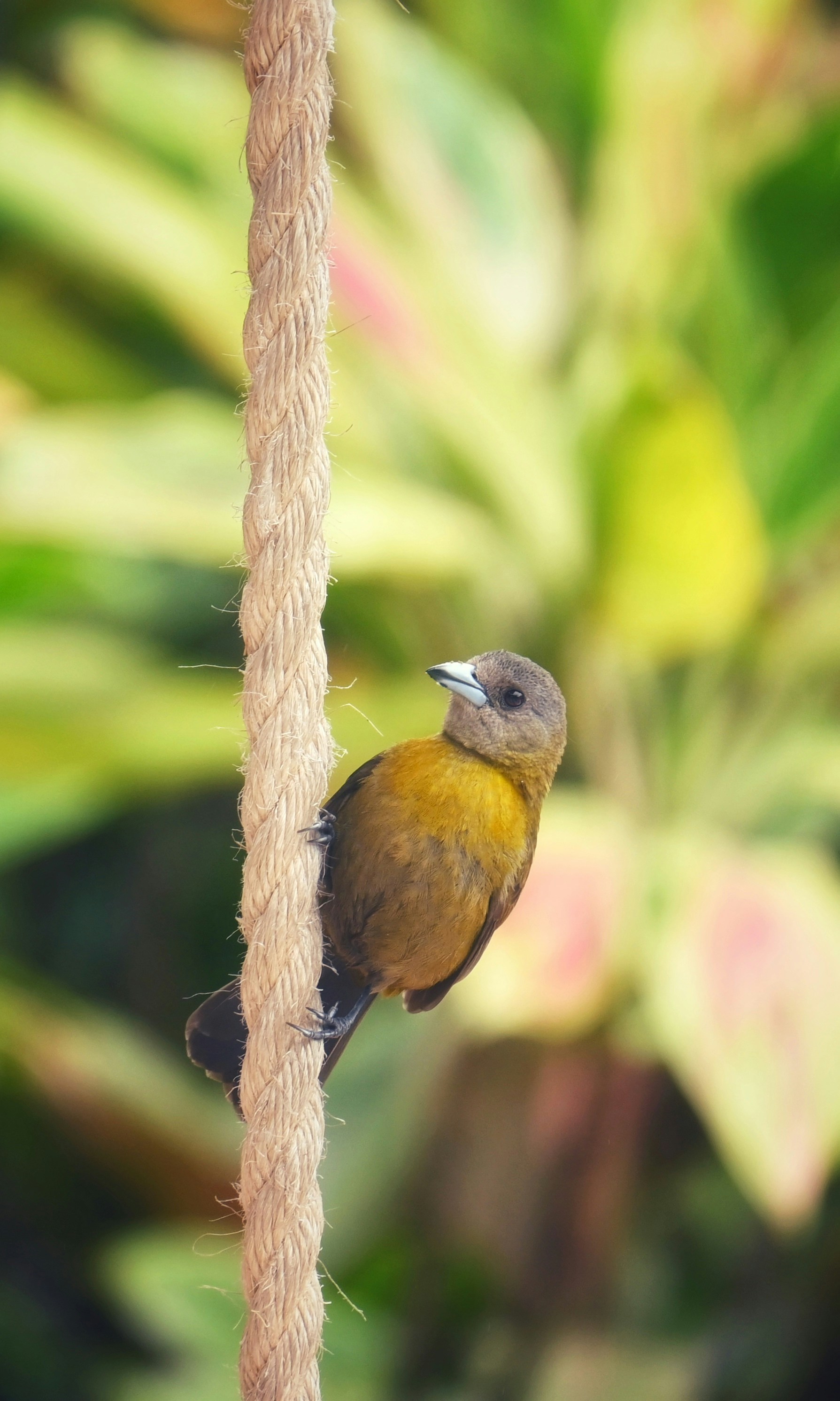 Goldfinch on a Rope: A Quiet Perch Among Garden Toliers