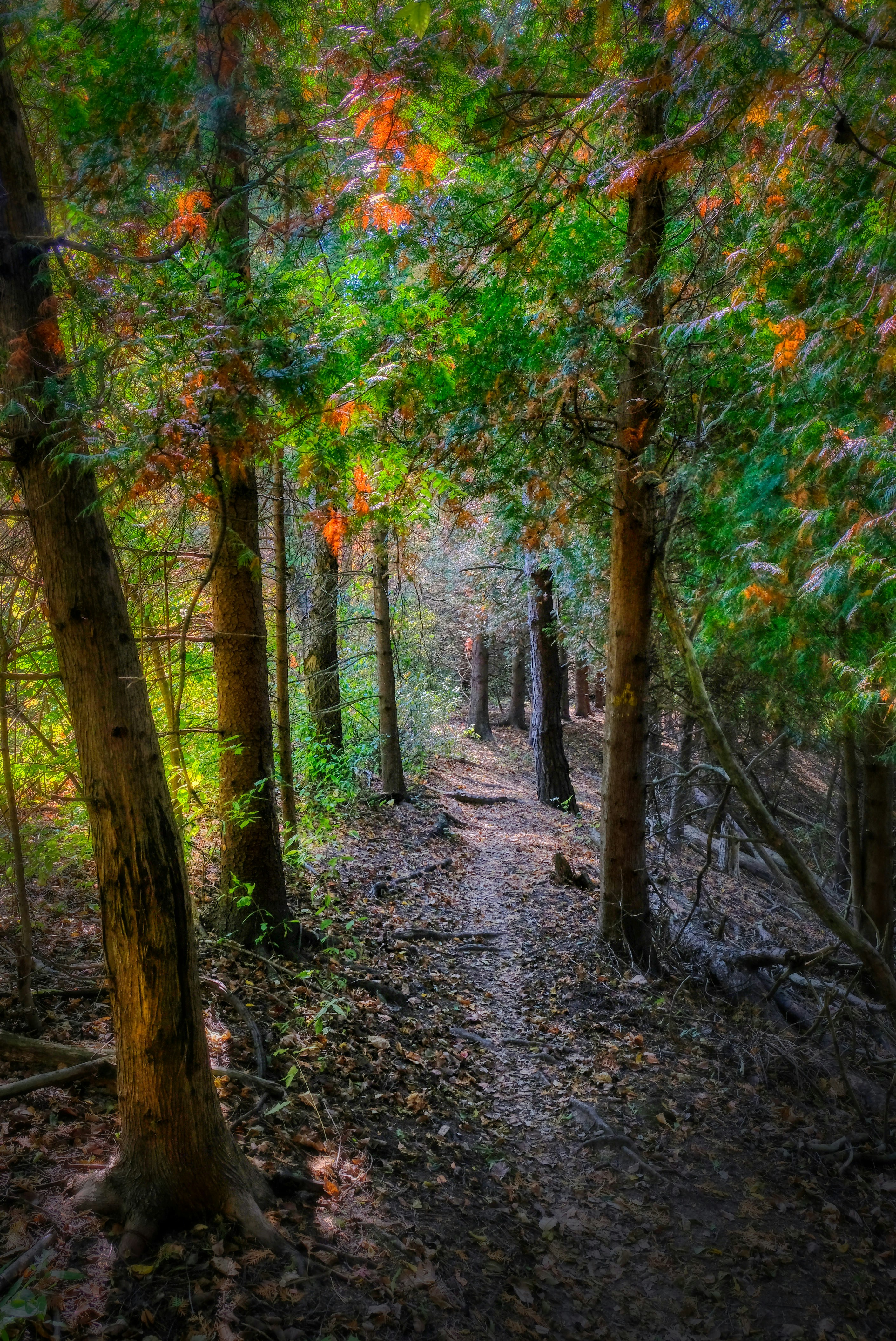 Winding Autumn Trail Through Quiet Pines
