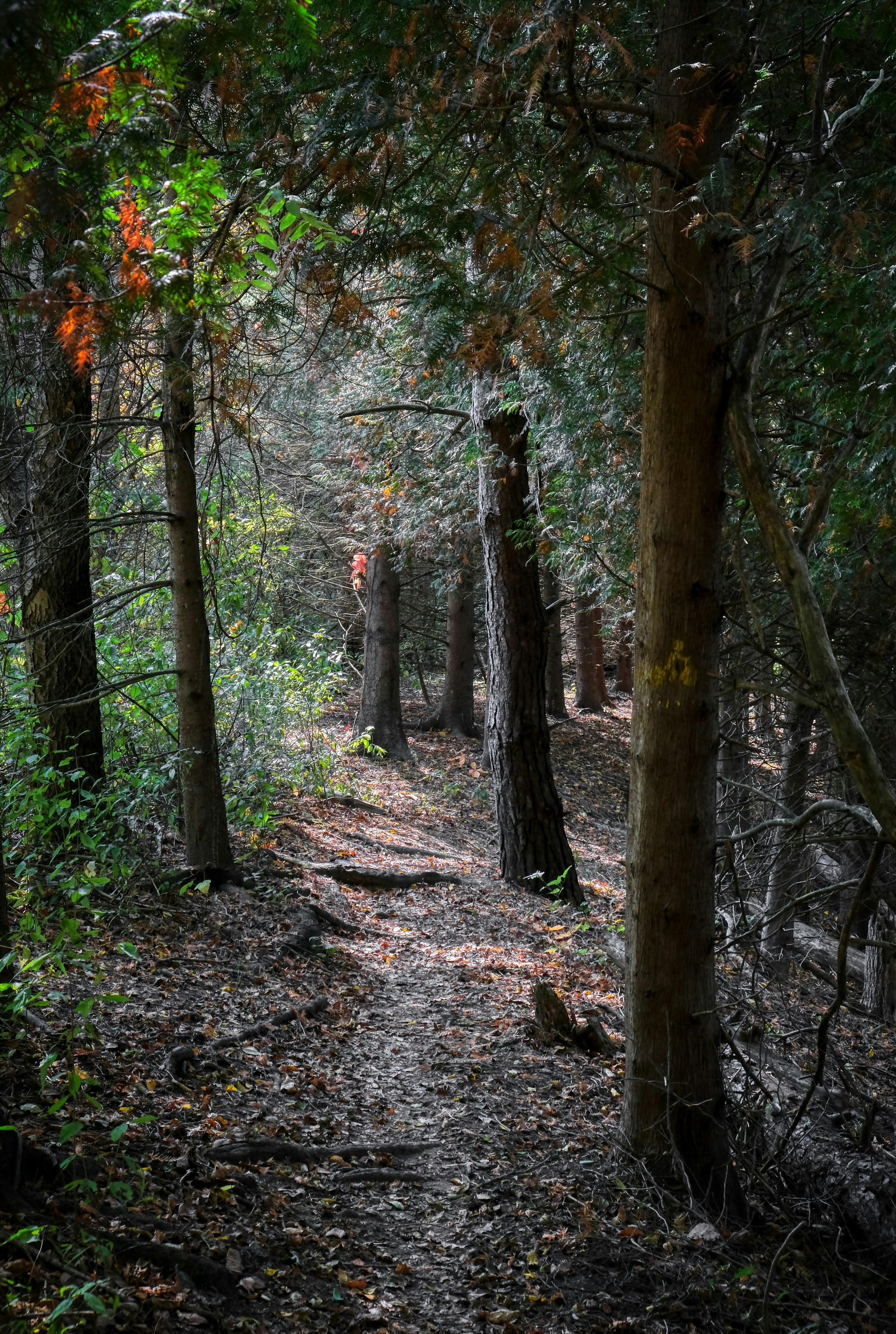 Sunlit Forest Path Through An Ancestors’ Grove