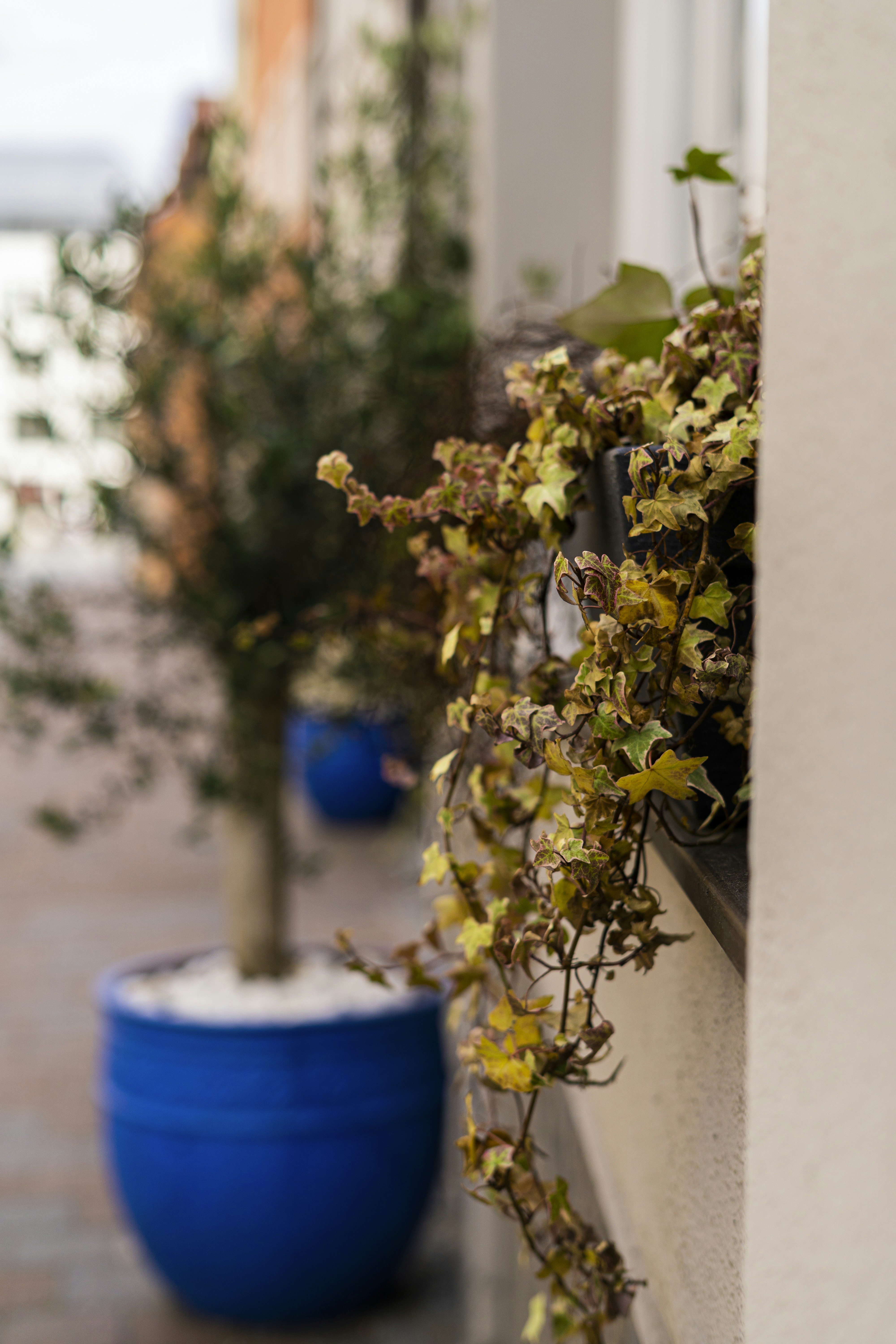 Trailing ivy on a sunlit balcony railing
