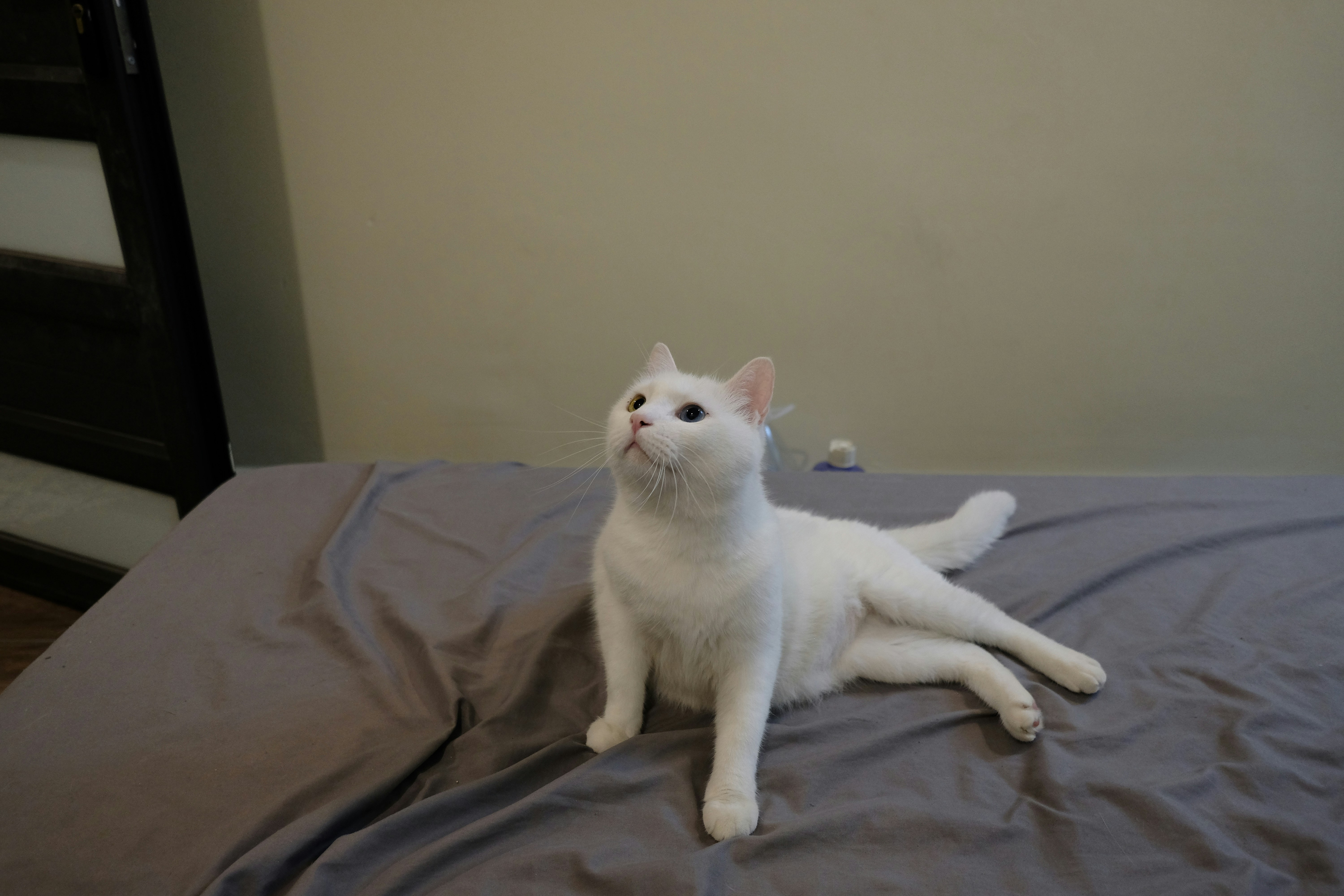 White Cat on a Draped Bed Surfaces