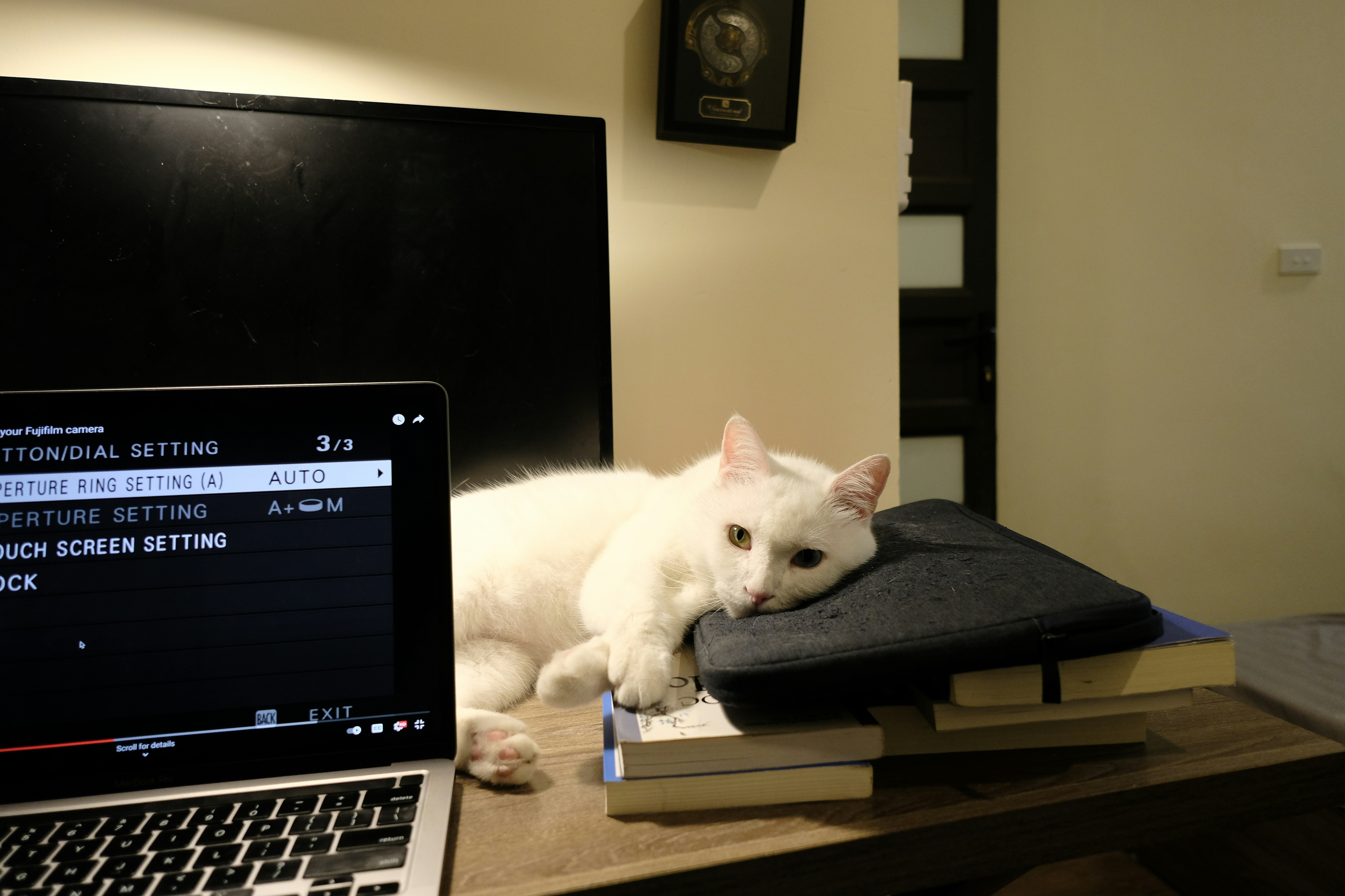 White cat at rest on a stack of books beside a laptop