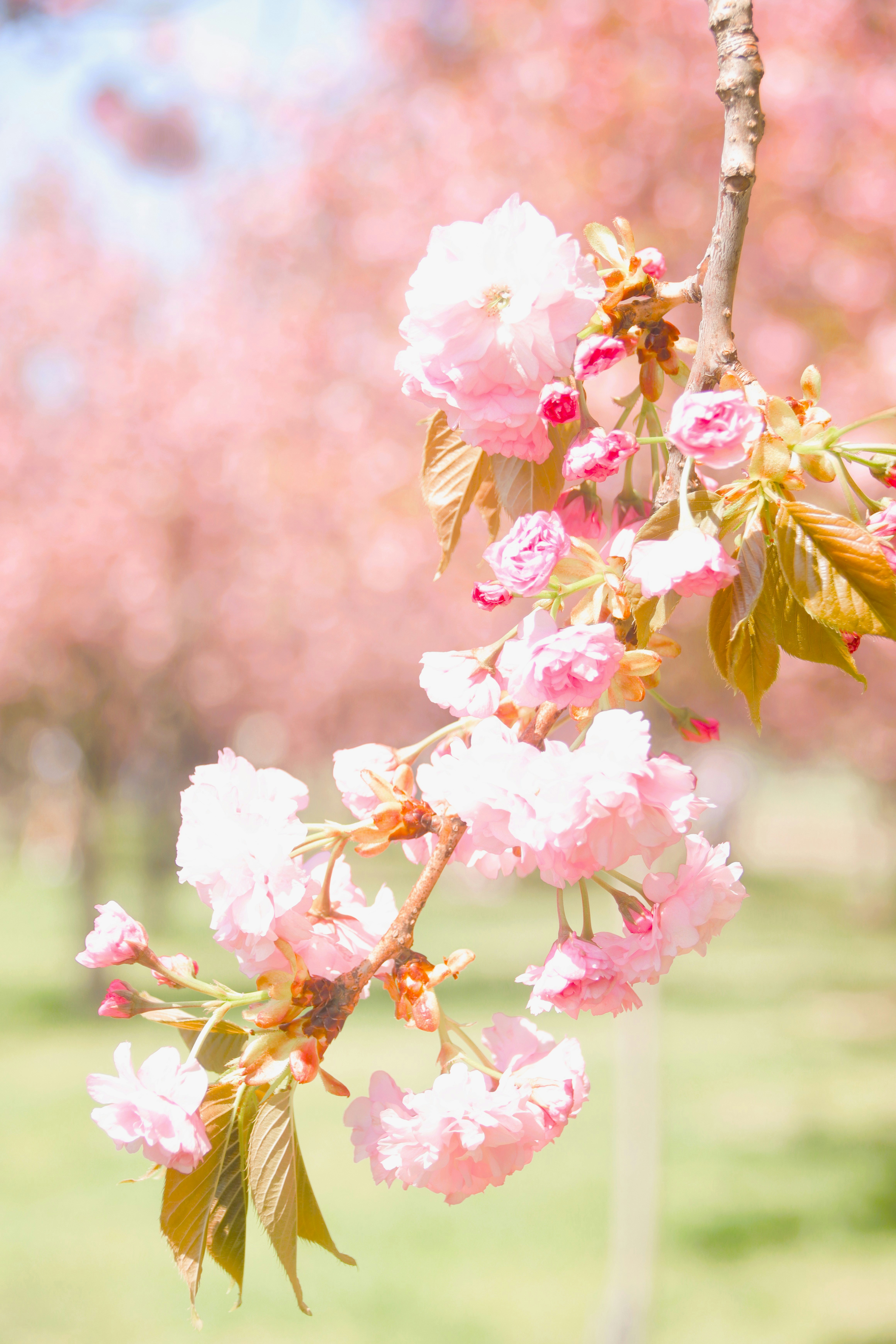 Blossoms in Soft Focus: A Spring Portrait of Pink Hydrangea-like Clusters