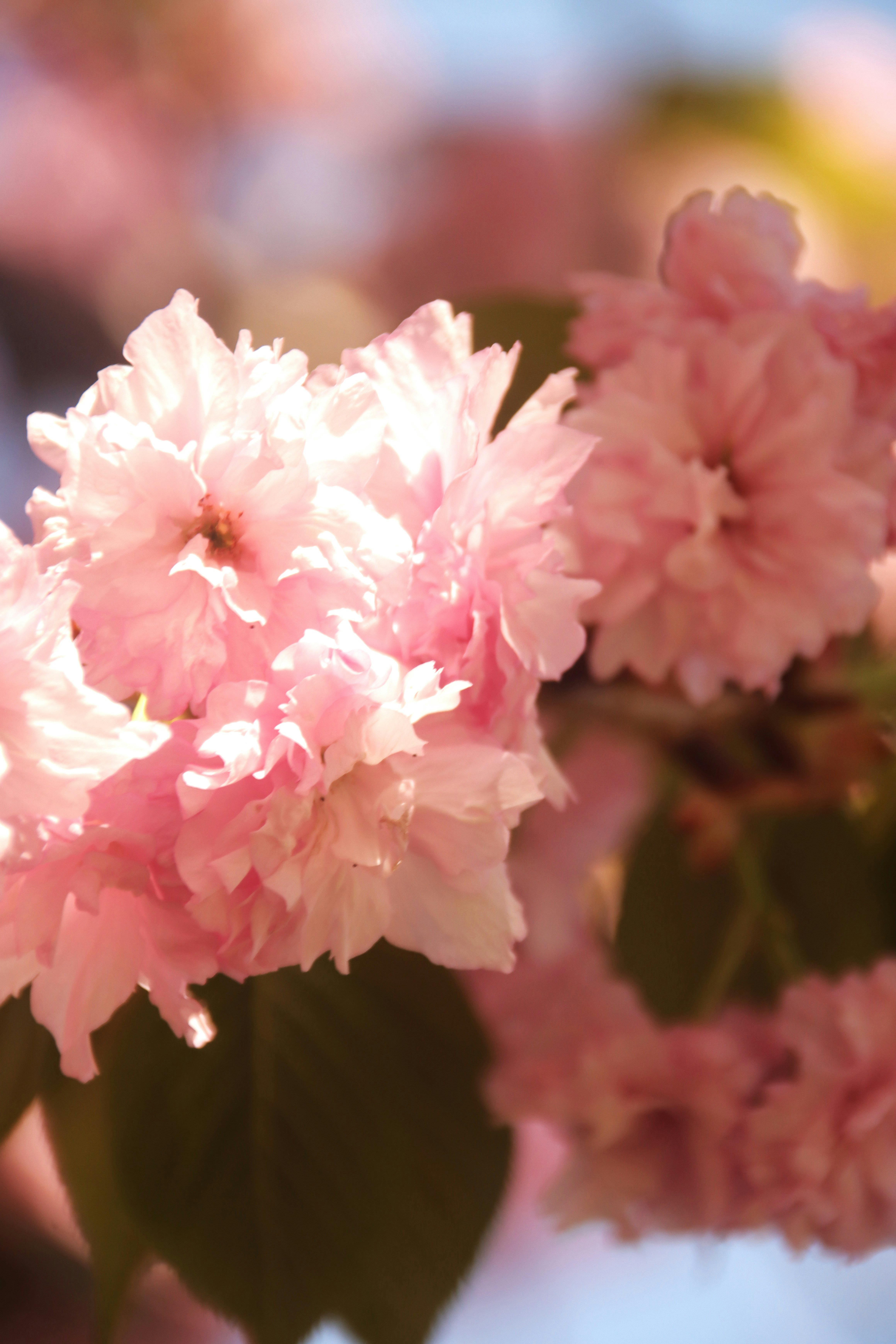 Soft-pink Hydrangea Bloom in Gentle Afternoon Backlight