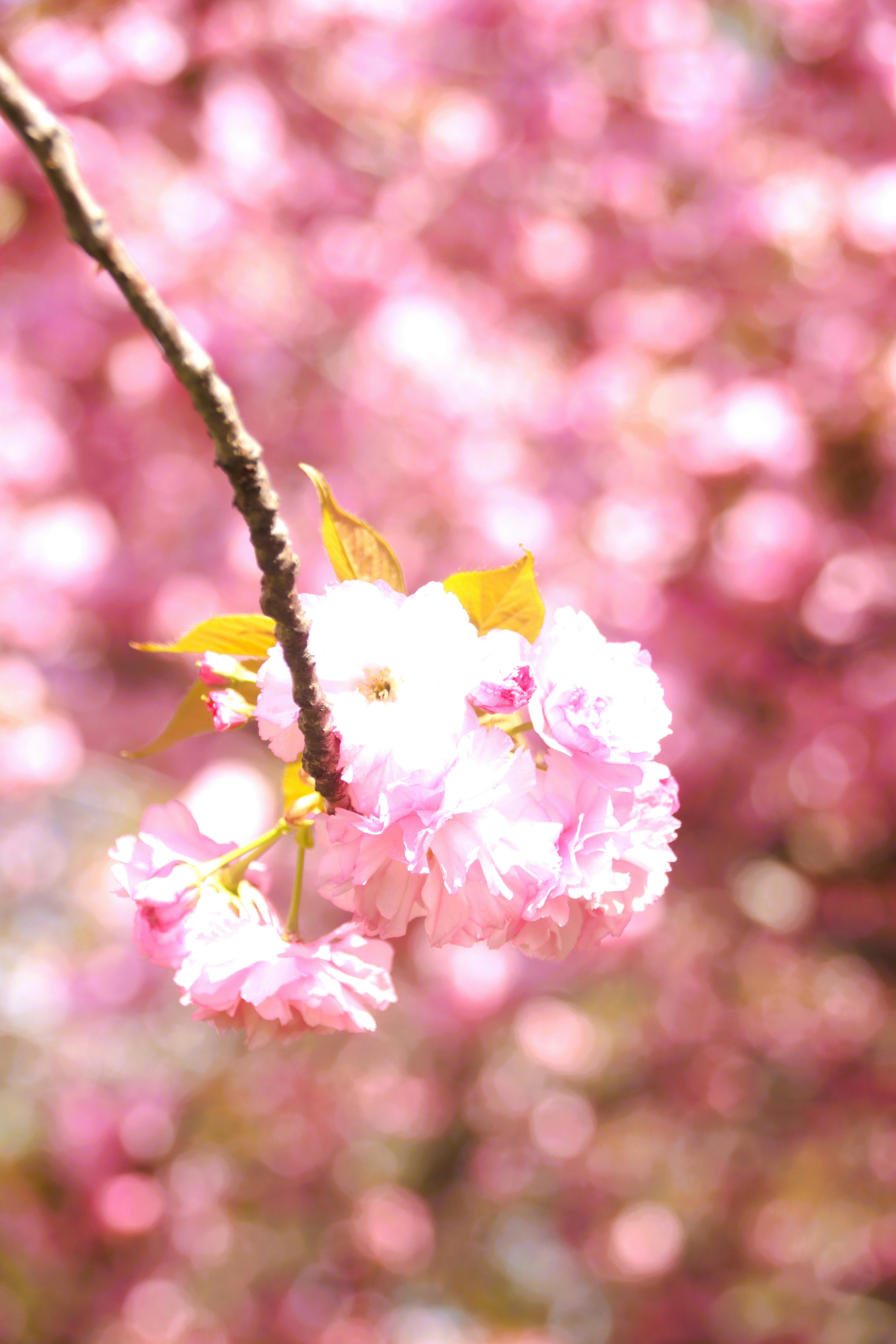Blossoms on a Slender Branch: Soft Focus in a Pink Playground
