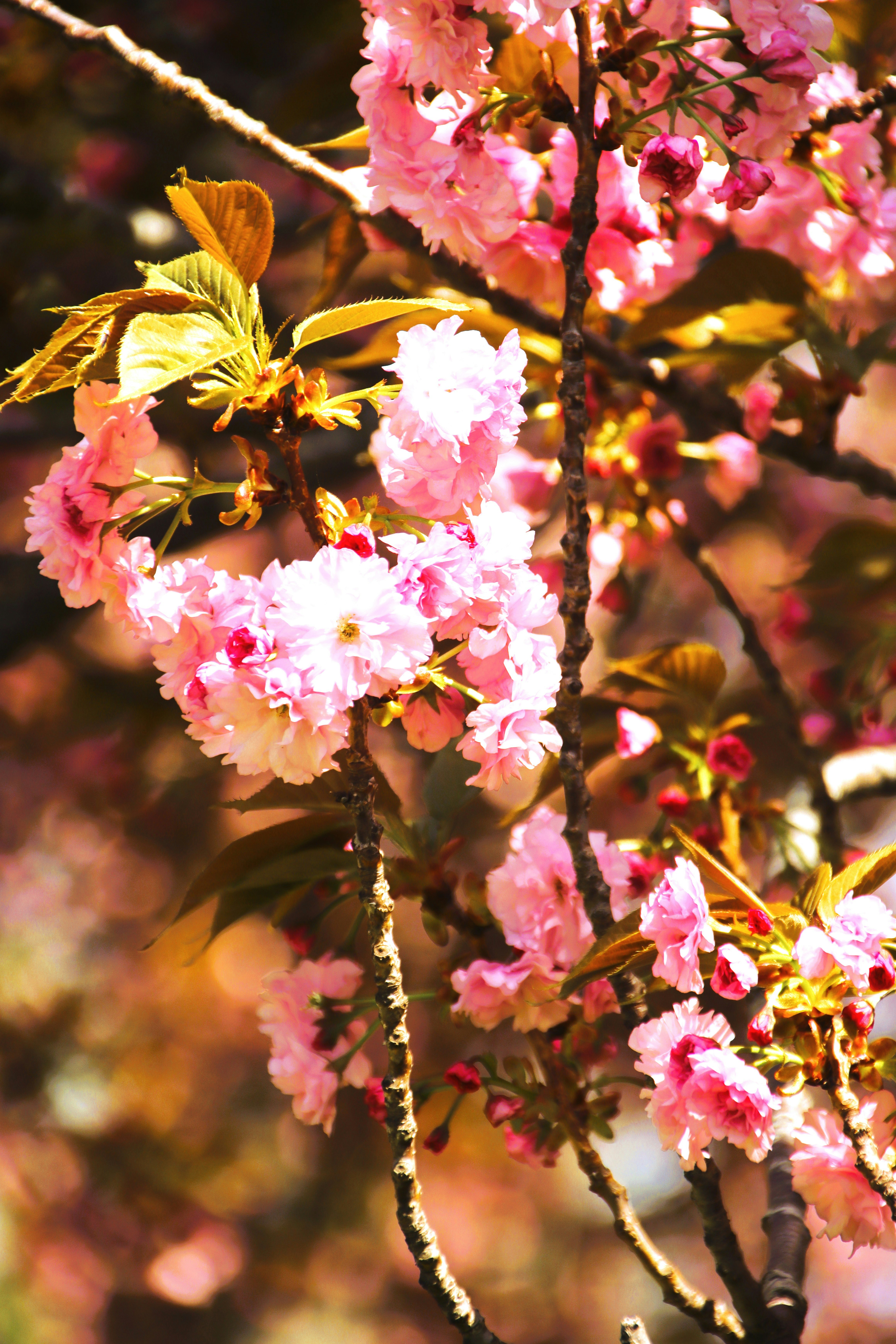 Soft Pink Blooms in Spring Light