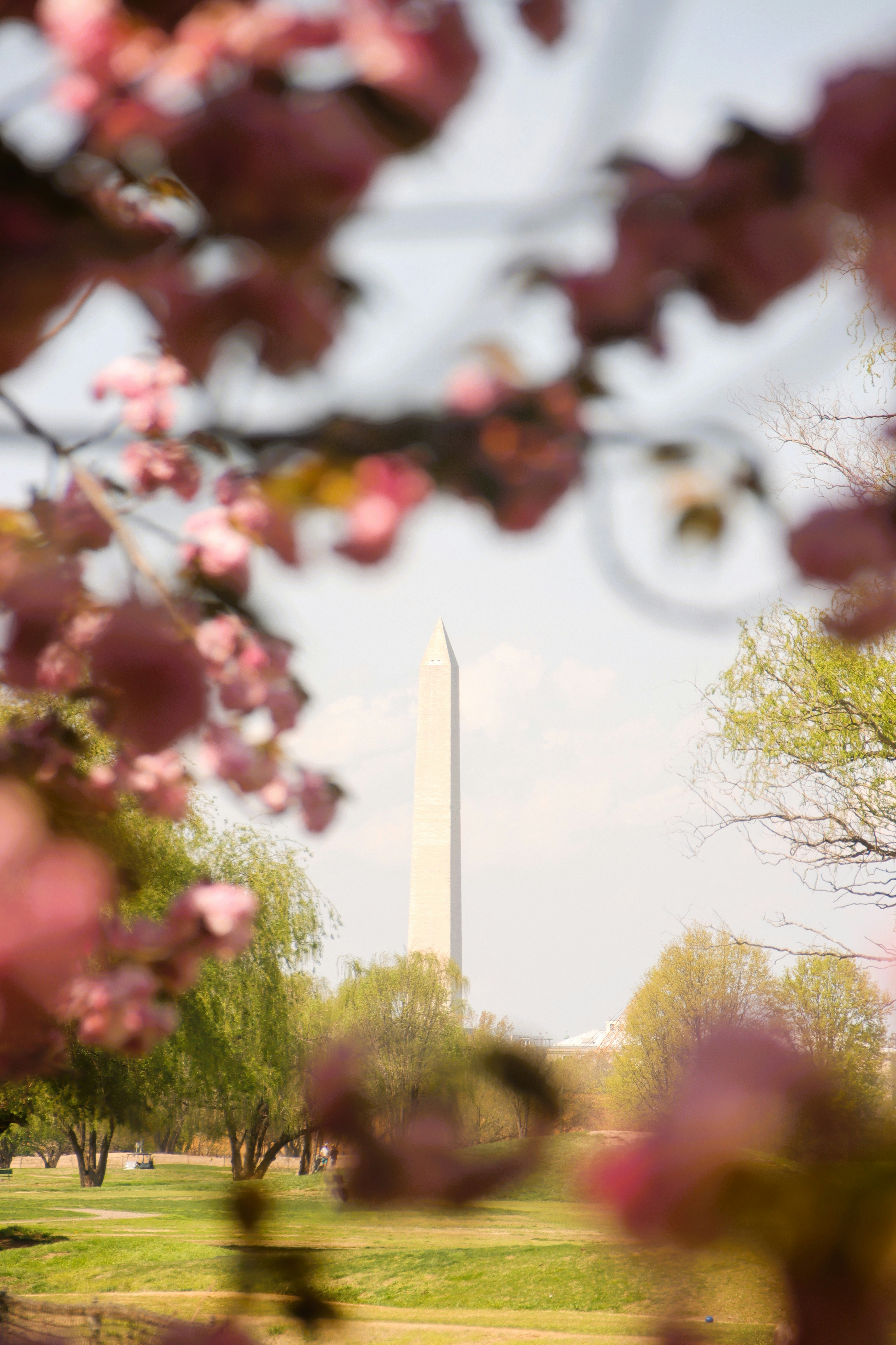 Obelisk in the Blooming Spring Frame