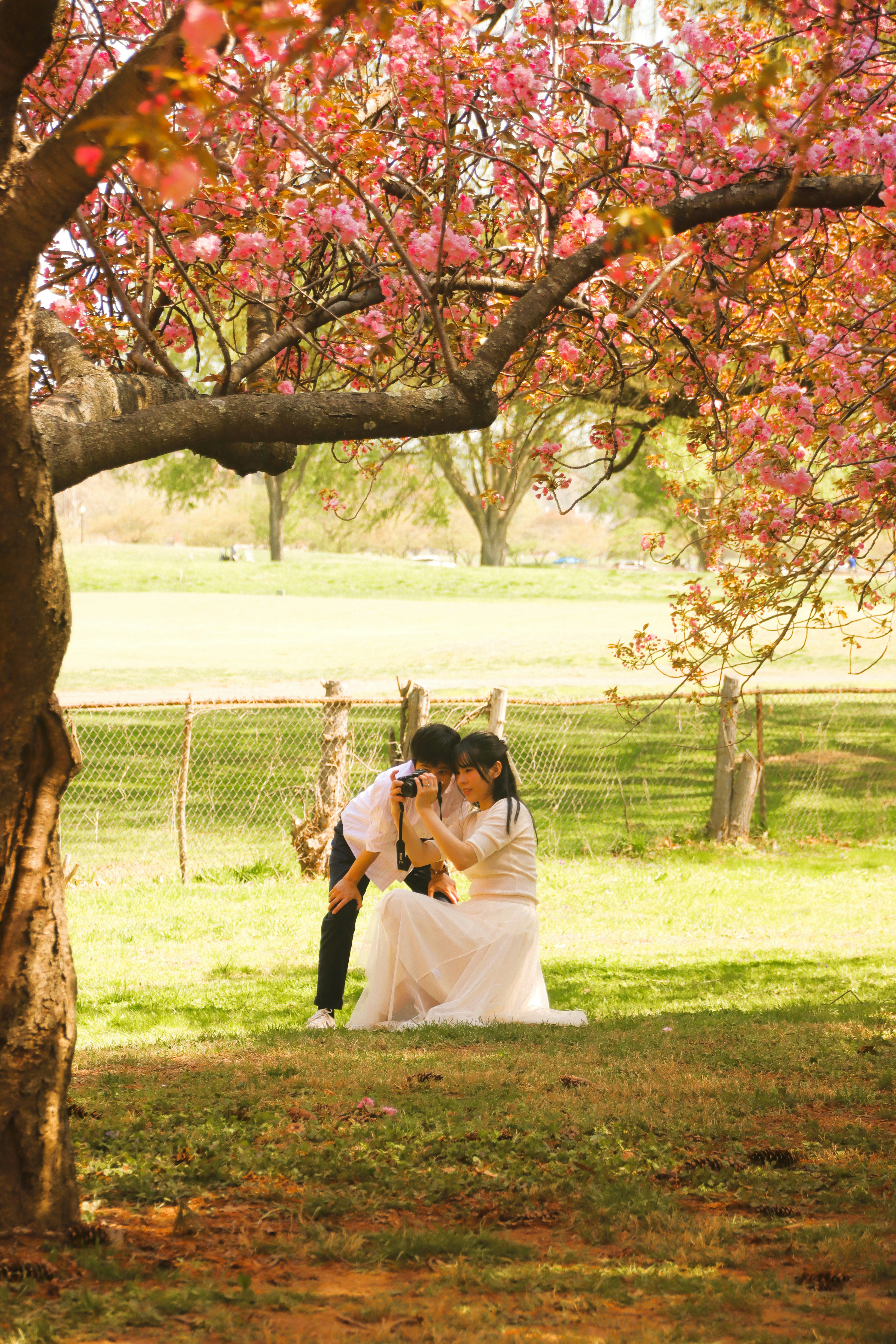 Cherry Blossom Moment: A Shared Lens Under Spring Canopy