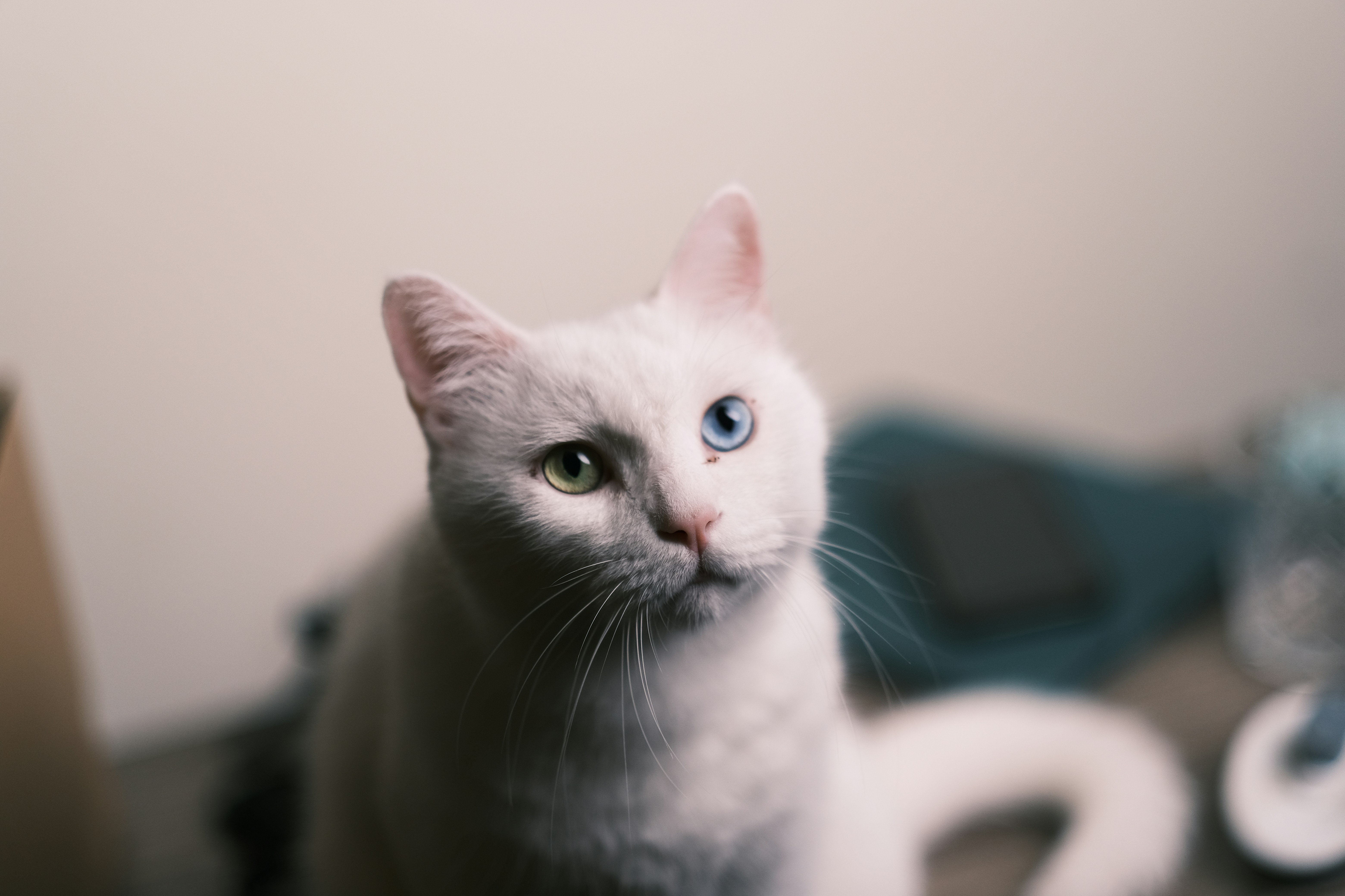 Heterochrome Whiskers: A Curious Moment