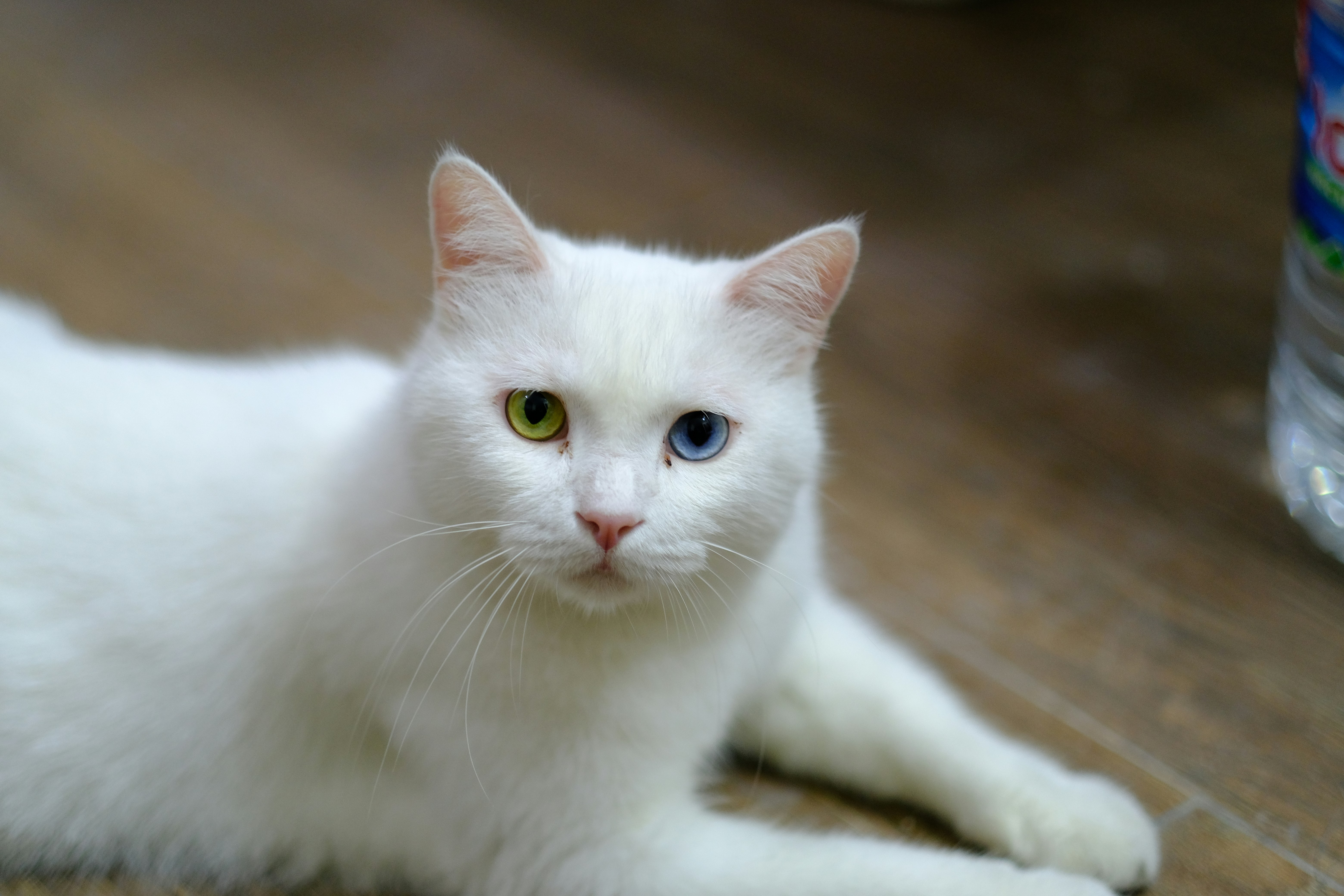 A Wary Gaze: The Split-Eyed White Cat