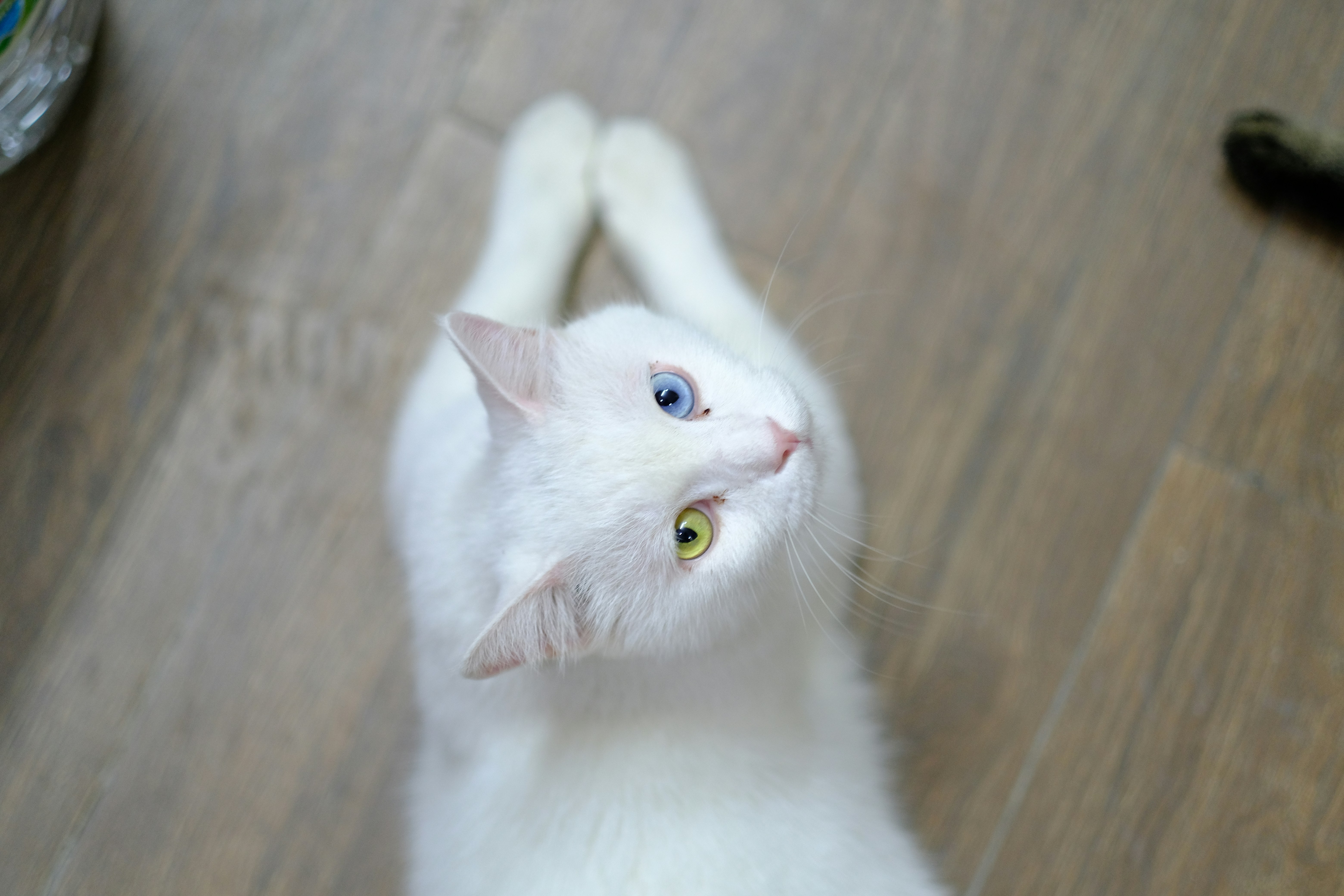 Snowy Cat with Dual-Eyed Gaze on a Wooden Floor