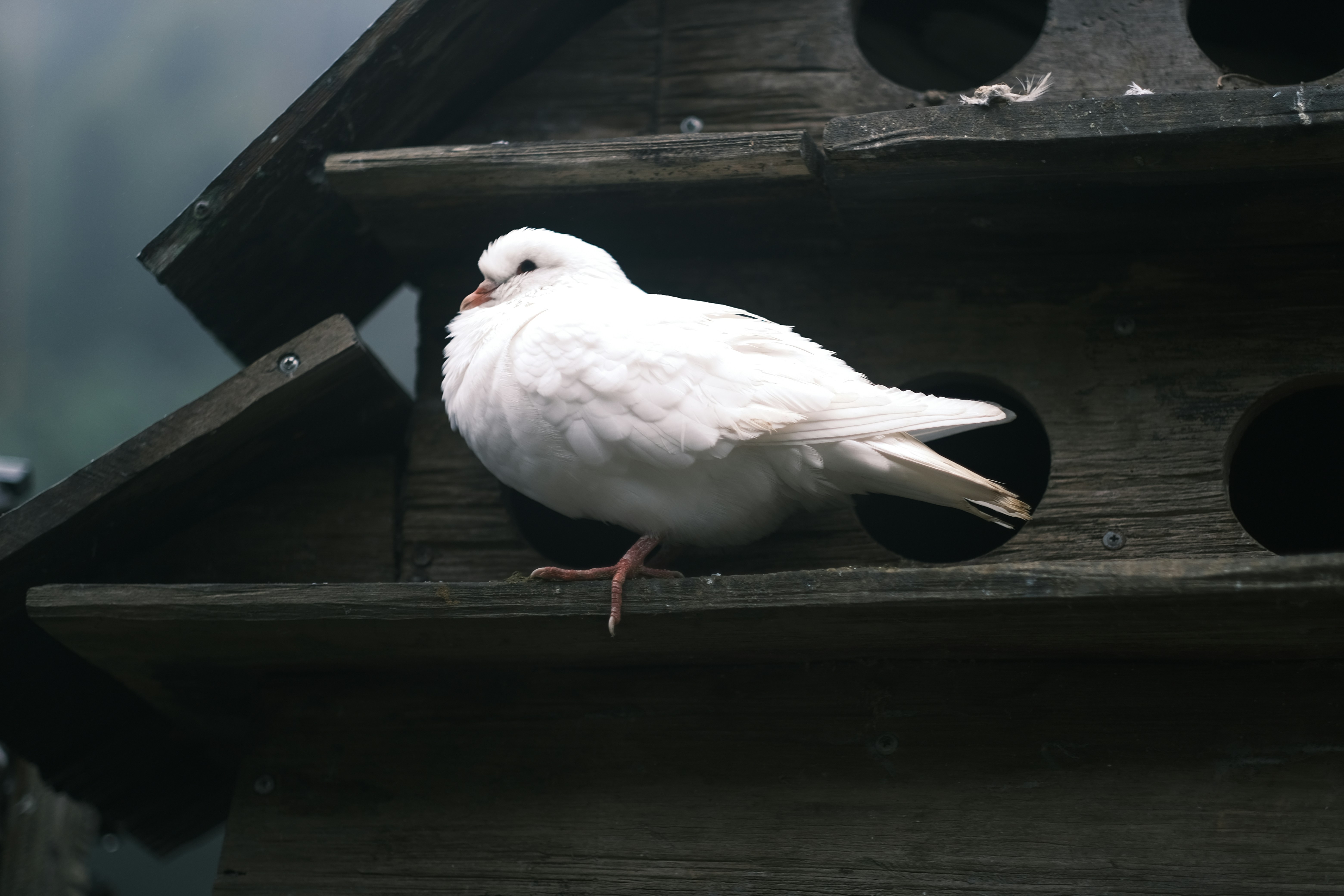 White Dove on a Rustic Birdhouse: Quiet perch against weathered wood