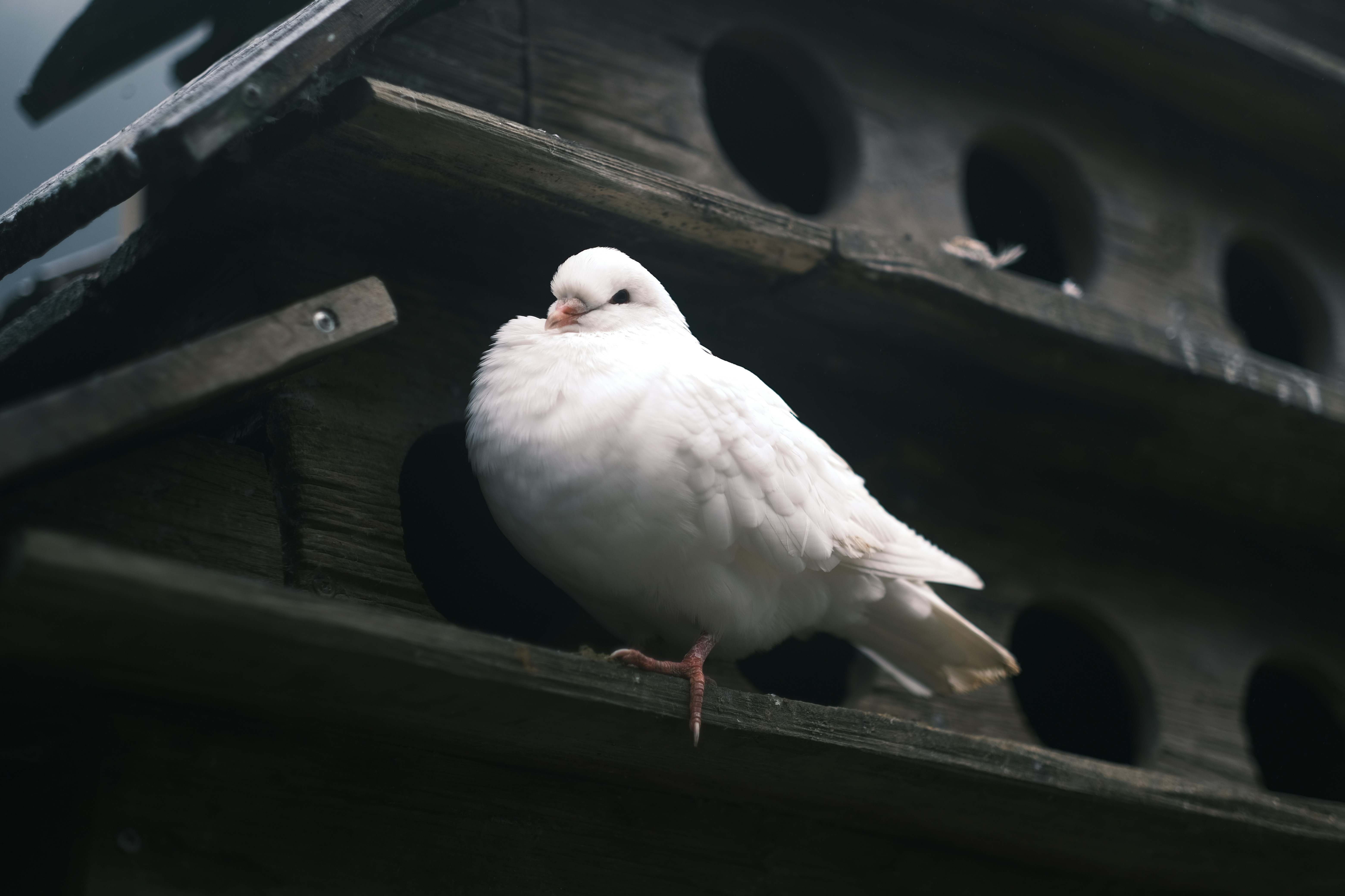 White Dove on a Weathered Perch under a Wooden Cloister
