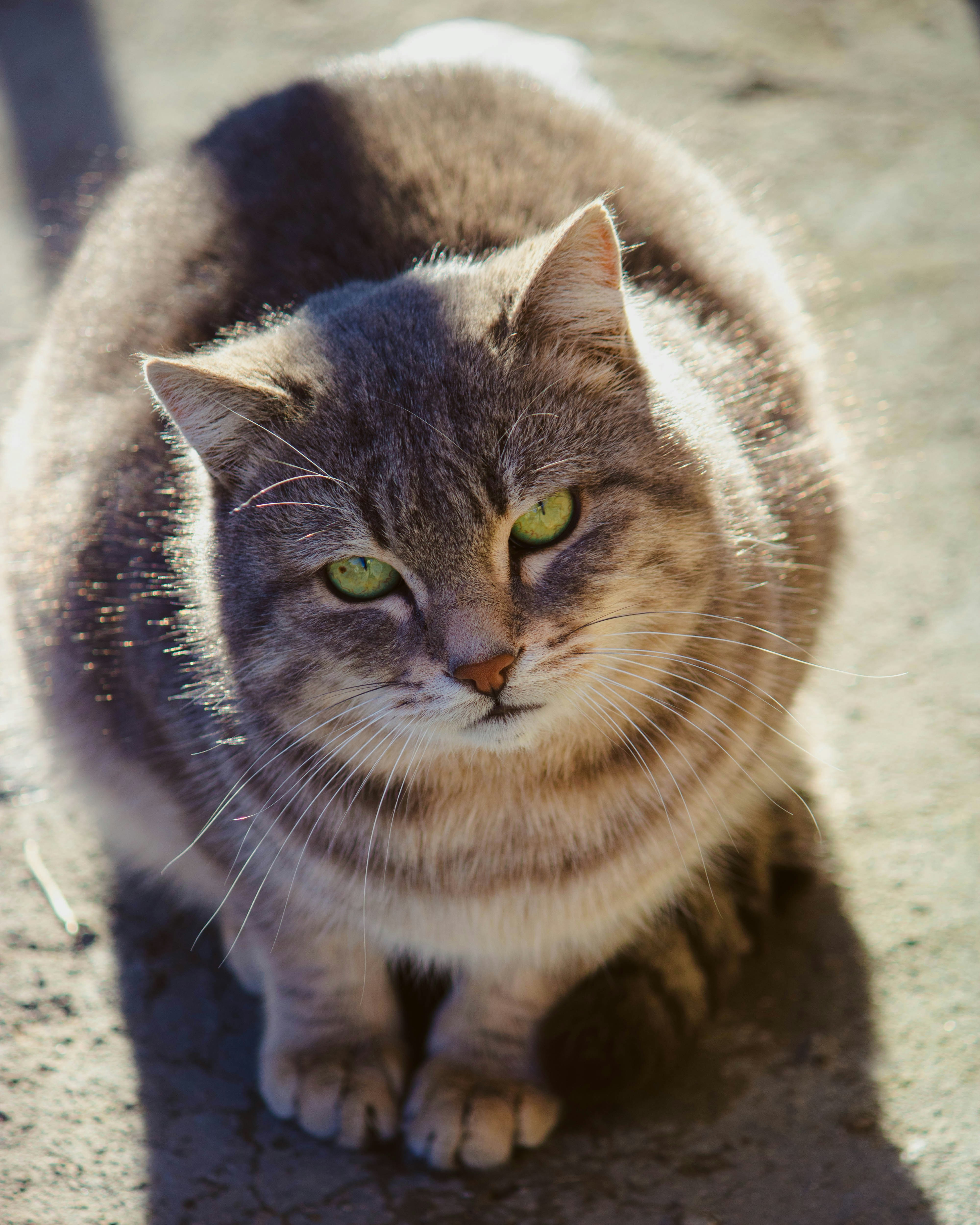 Verdant-Green Stare: A Gentle Cat Centered in Soft Sunlight