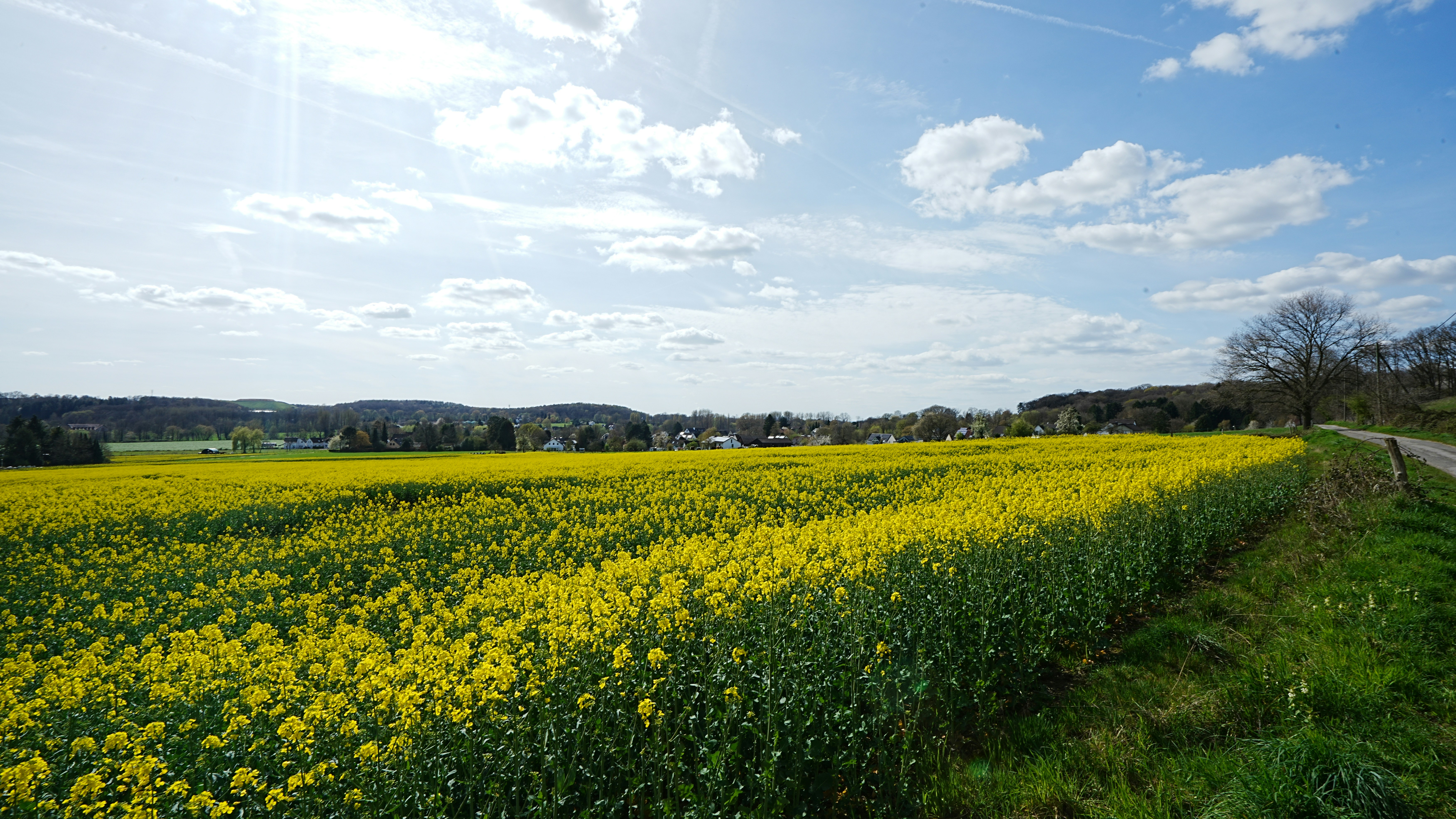 Field of Golden Canola under a Bright Sky