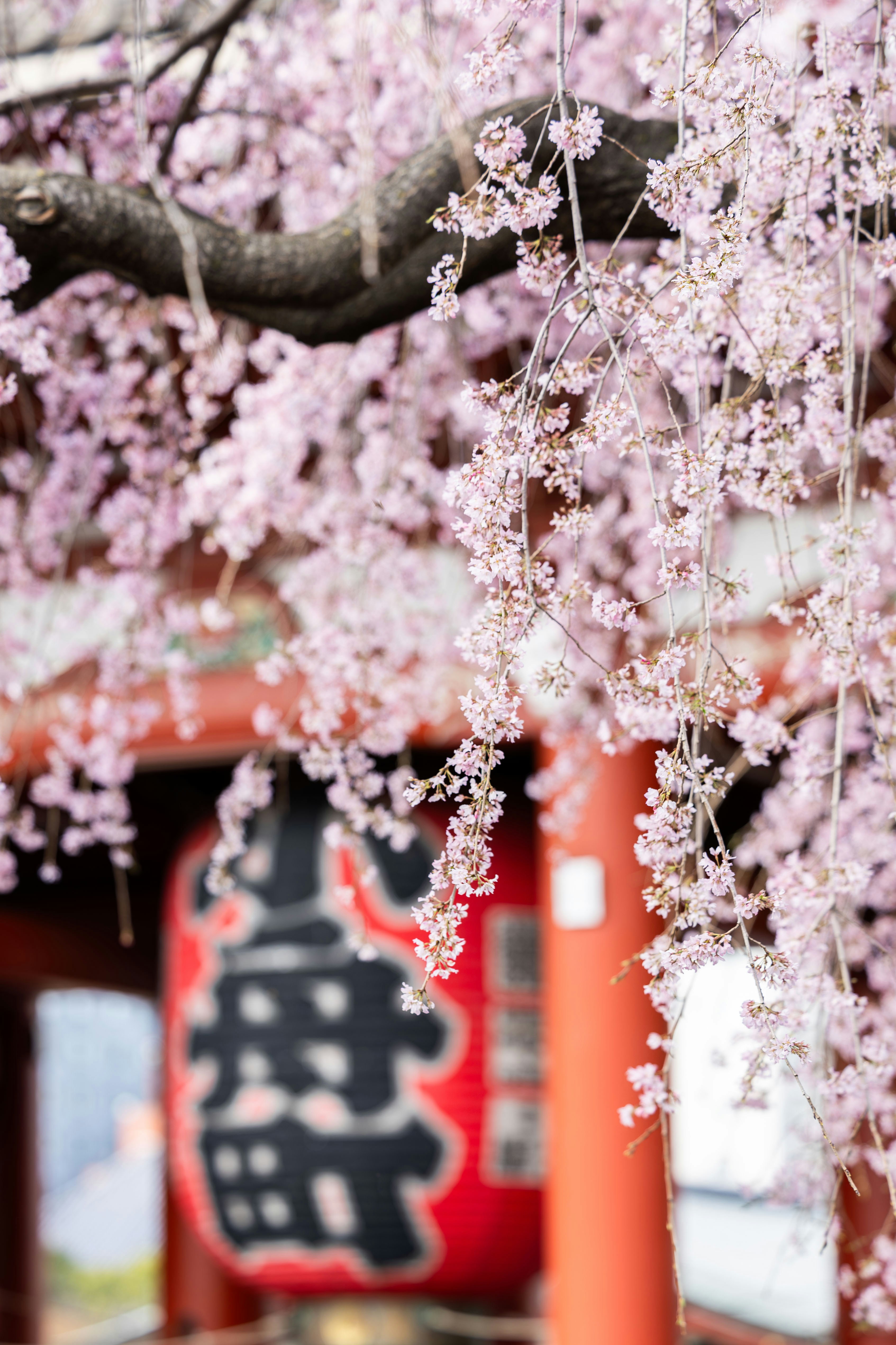 Soft Pink Cascades: Cherry Blossoms Framing a Shinto Lantern