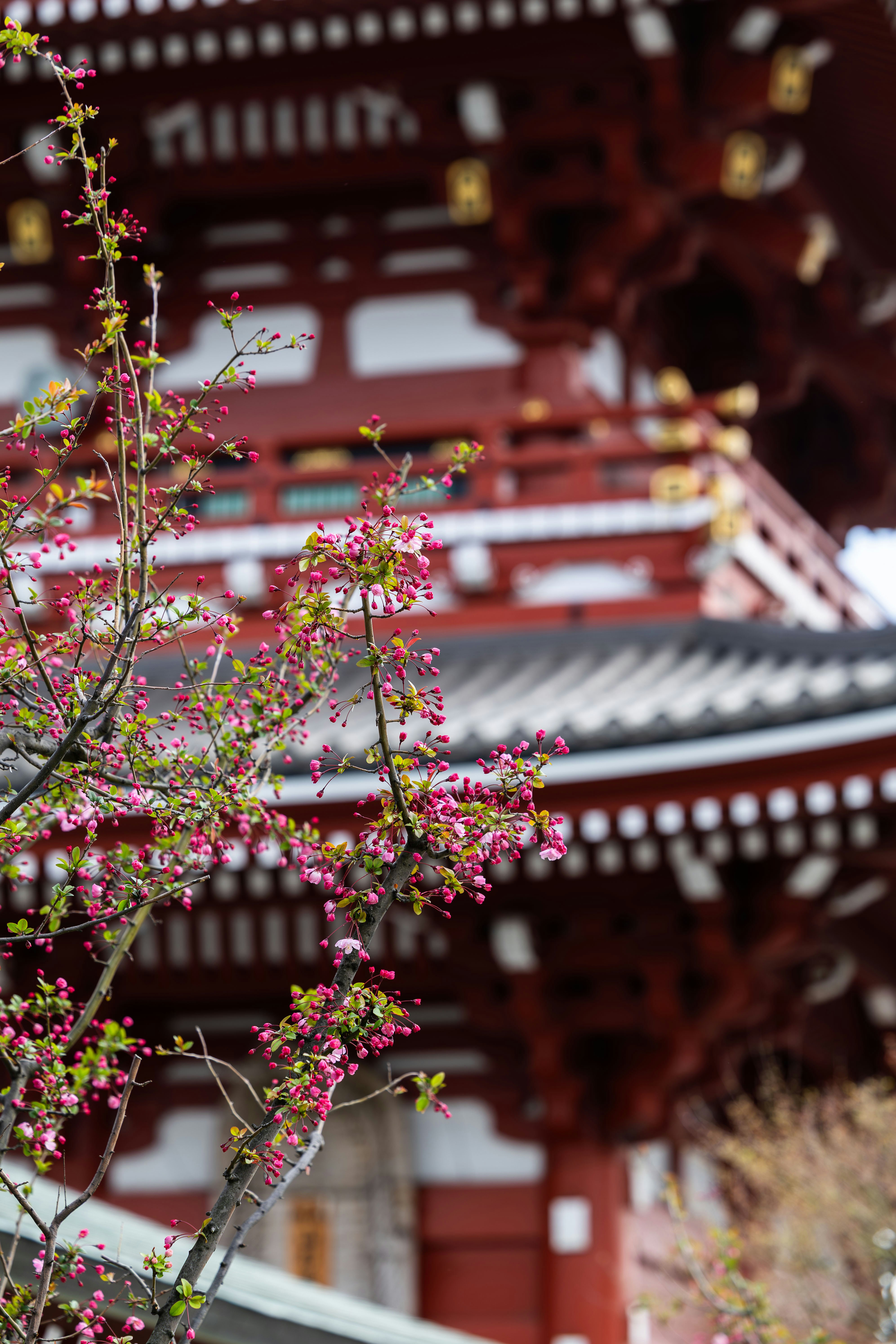 Blossoms Before the Temple: A Burst of Color Against Red Eaves