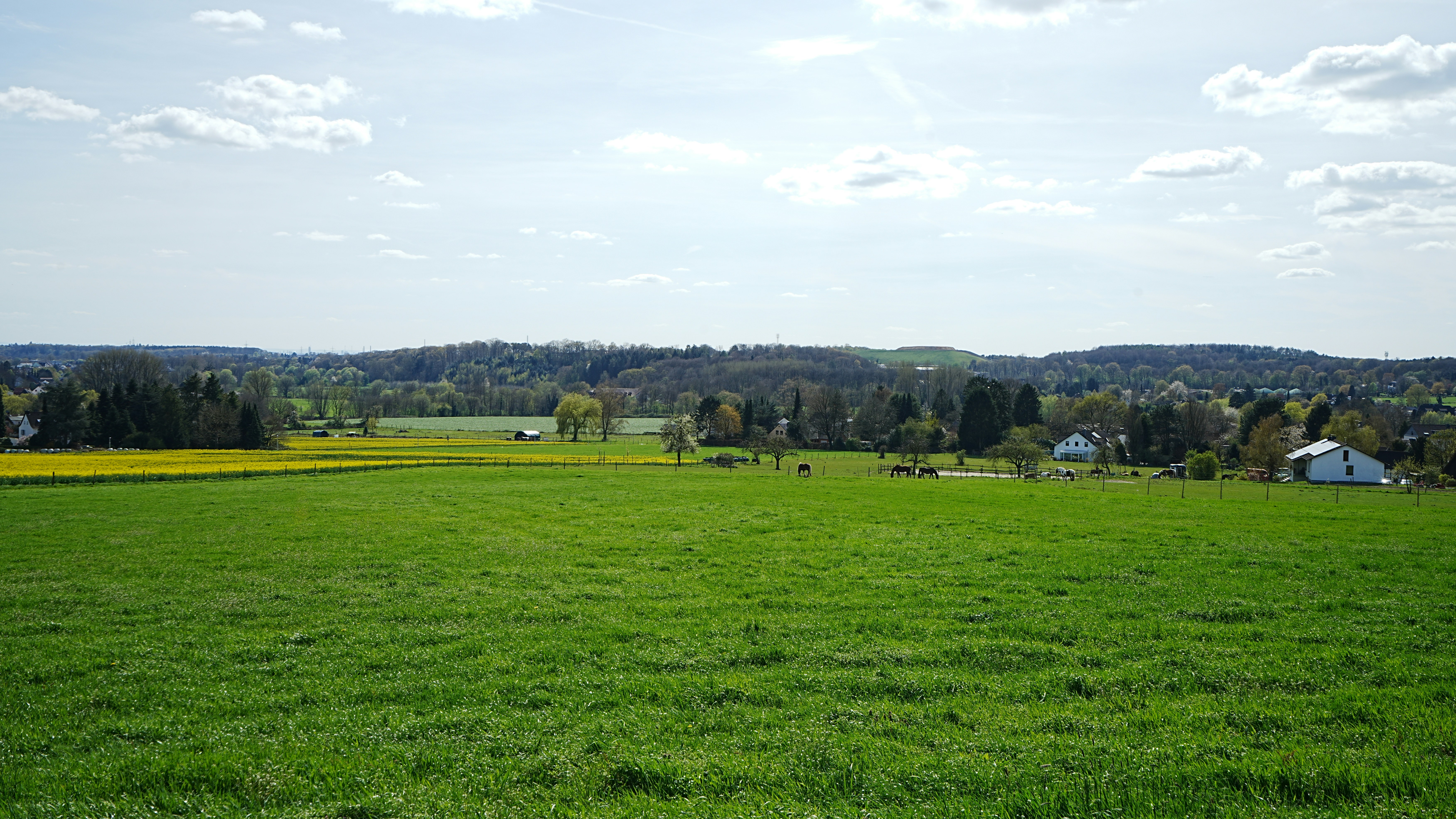 Pastoral vista: rolling greens under a quiet afternoon sky