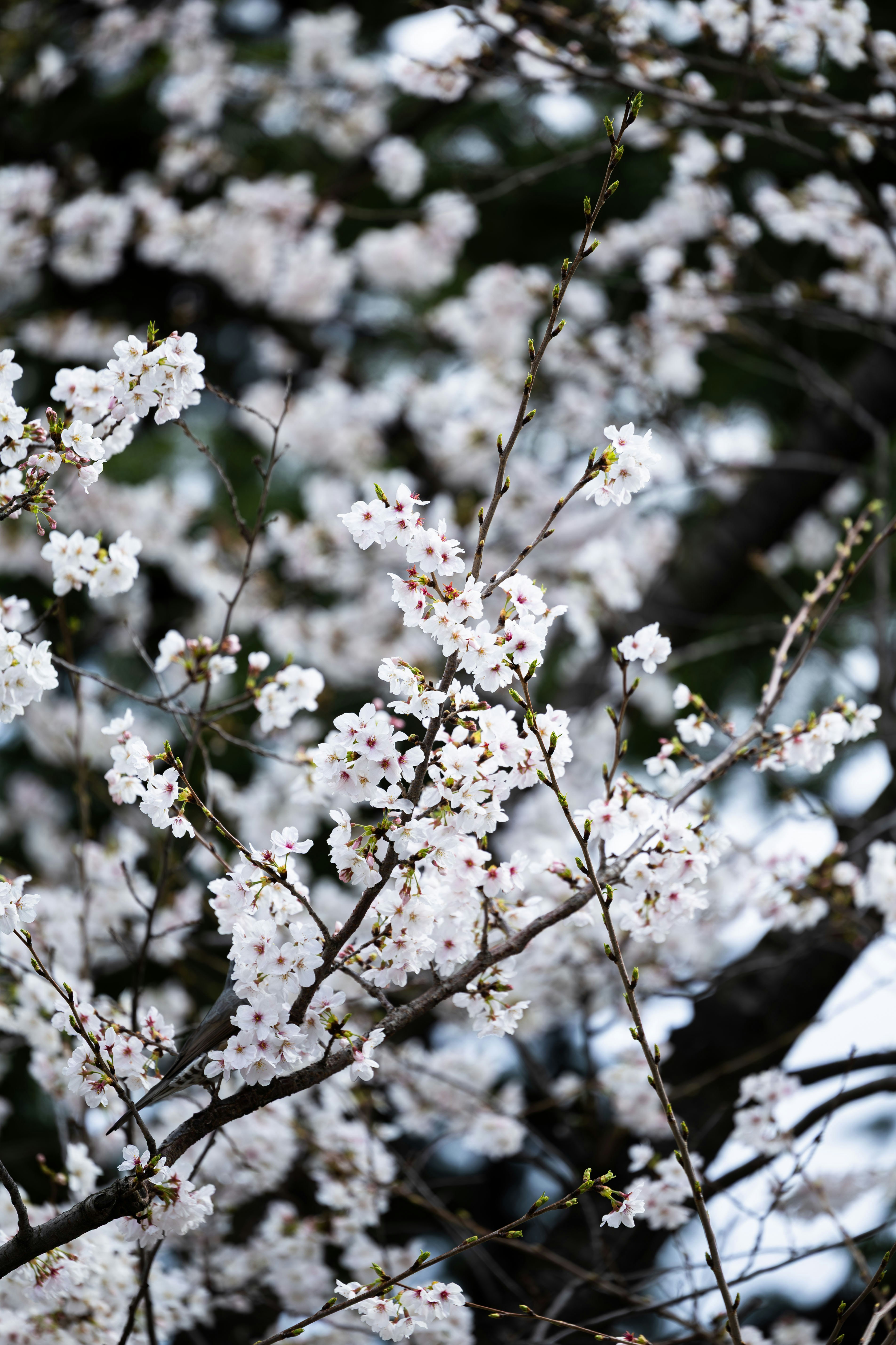 Blossoms in Focus: A Quiet Spring Chorus