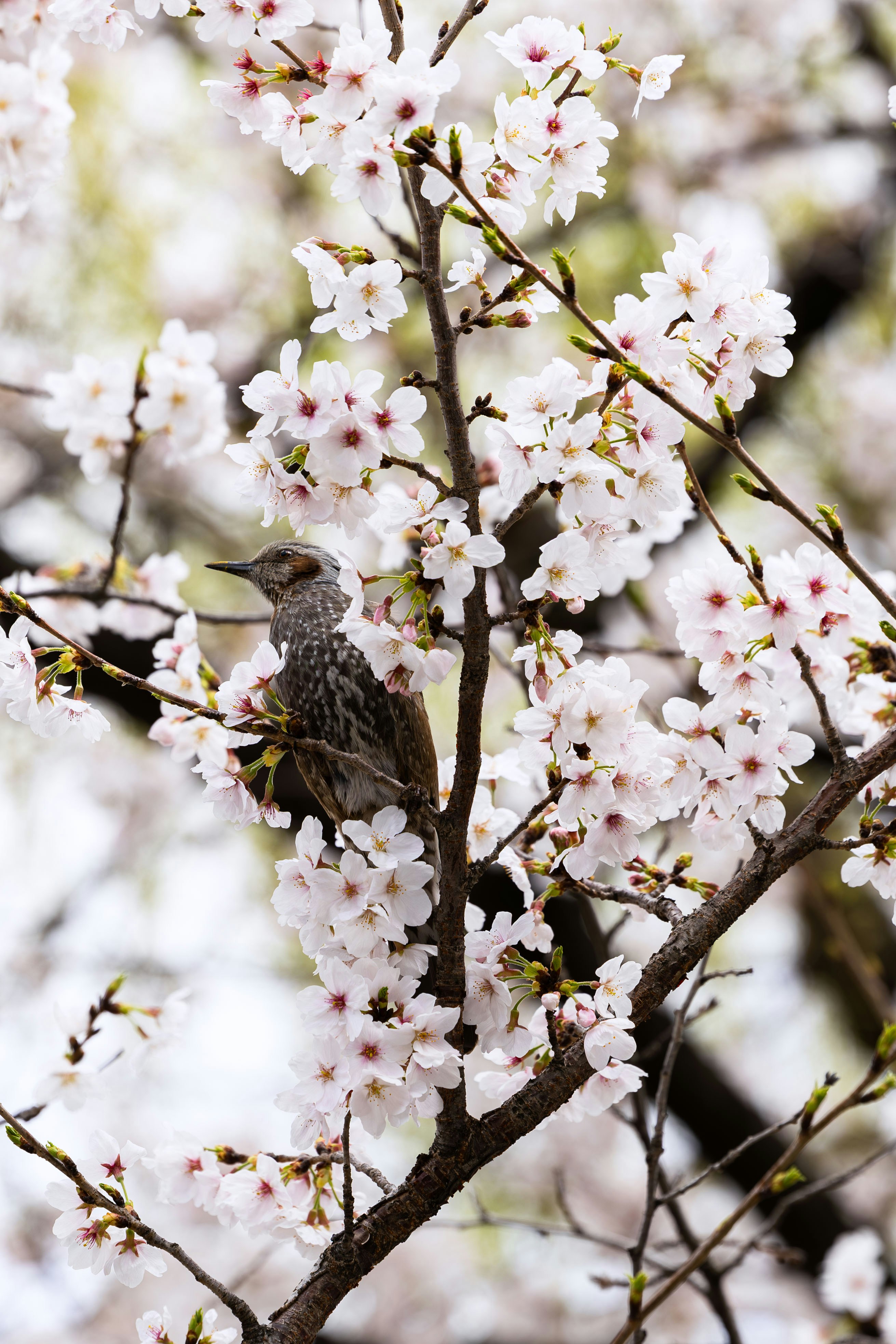 Floral chorus: a lone thrush among cherry blossoms