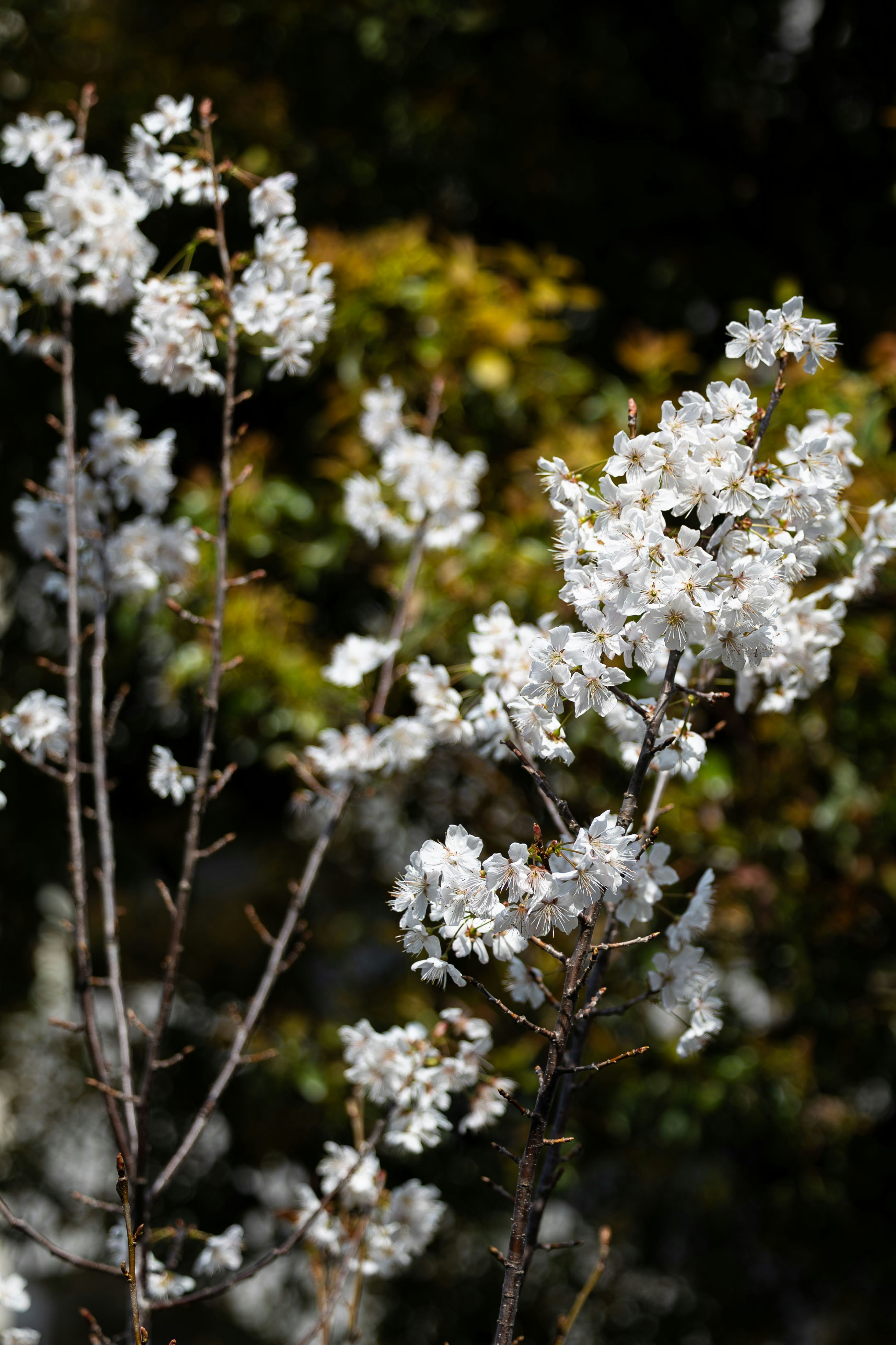 White blossoms in a sunlit garden frame